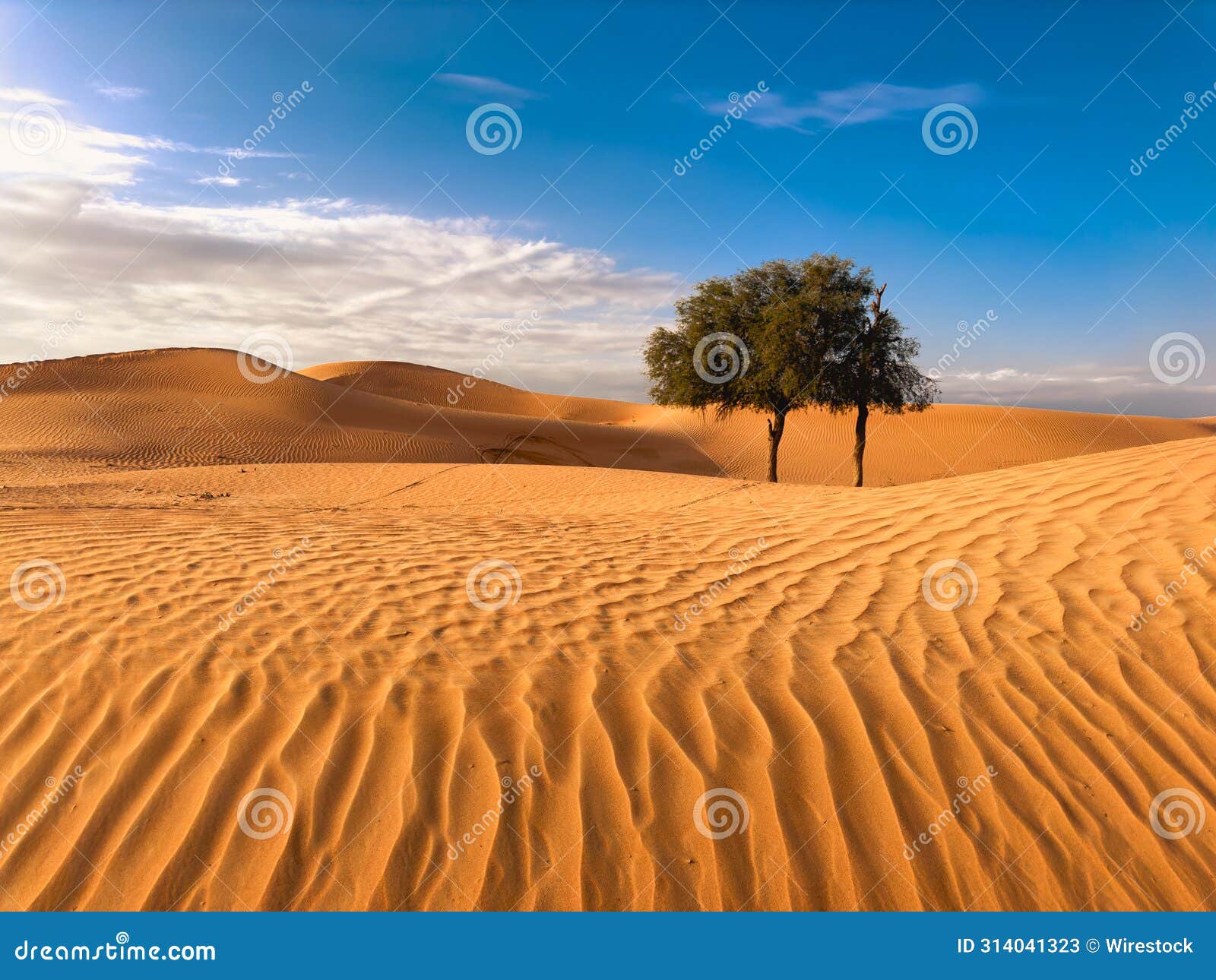 Desert Landscape with Sparse Trees, and Beautiful Scenery. Stock Image ...
