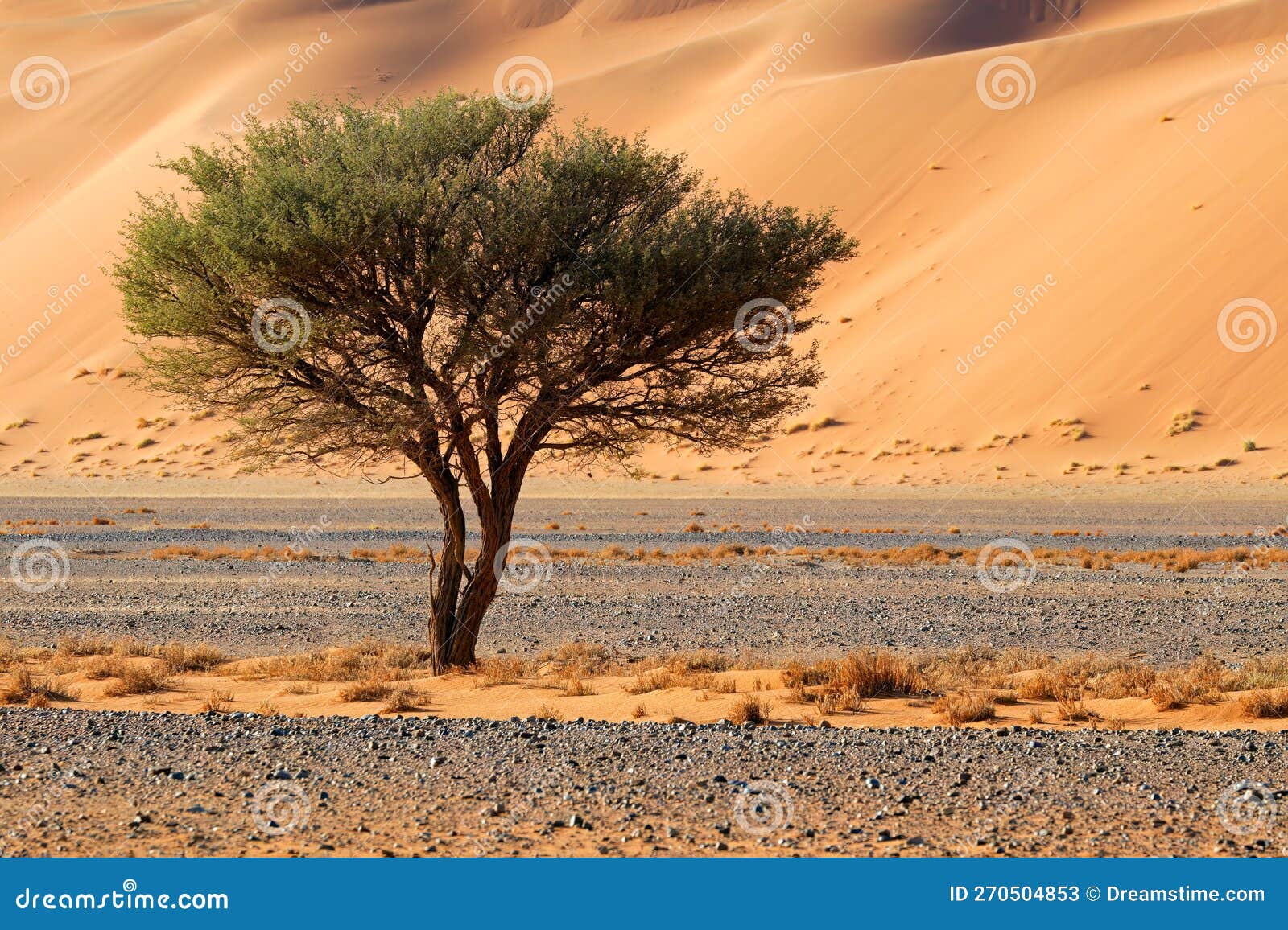 Desert Landscape with Tree - Namibia Stock Image - Image of dune ...