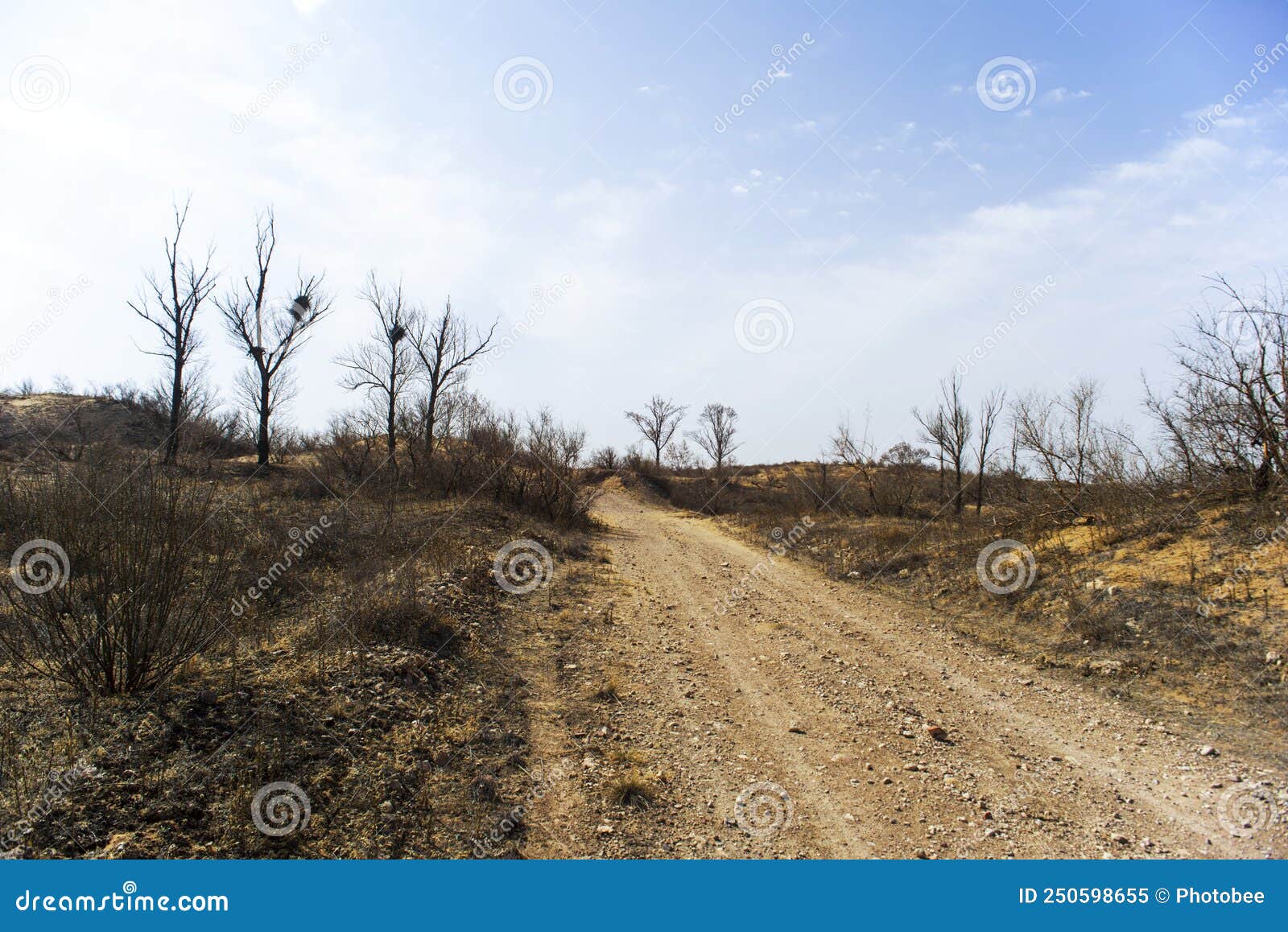 Desert Landscapes in Arid Regions Stock Image - Image of plants, trees ...
