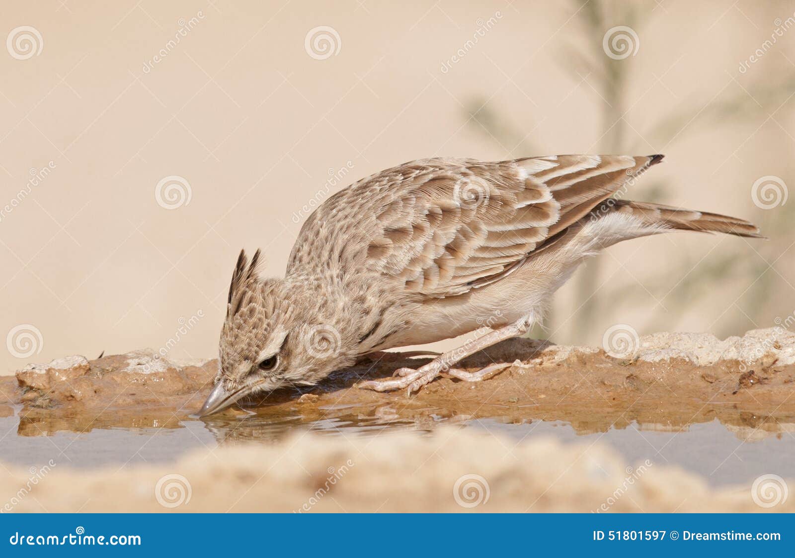 Desert Lark stock image. Image of pool, birdlife, desert - 51801597