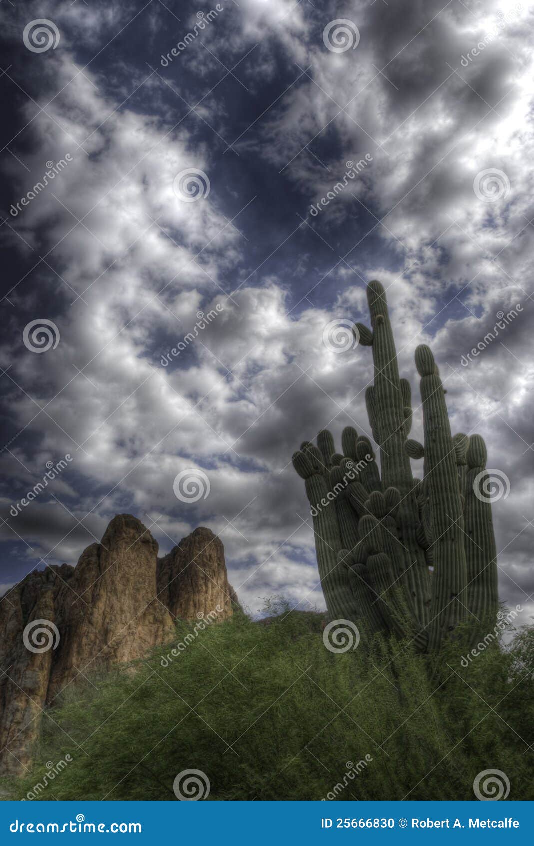 Desert Life in Arizona stock photo. Image of landscape - 25666830