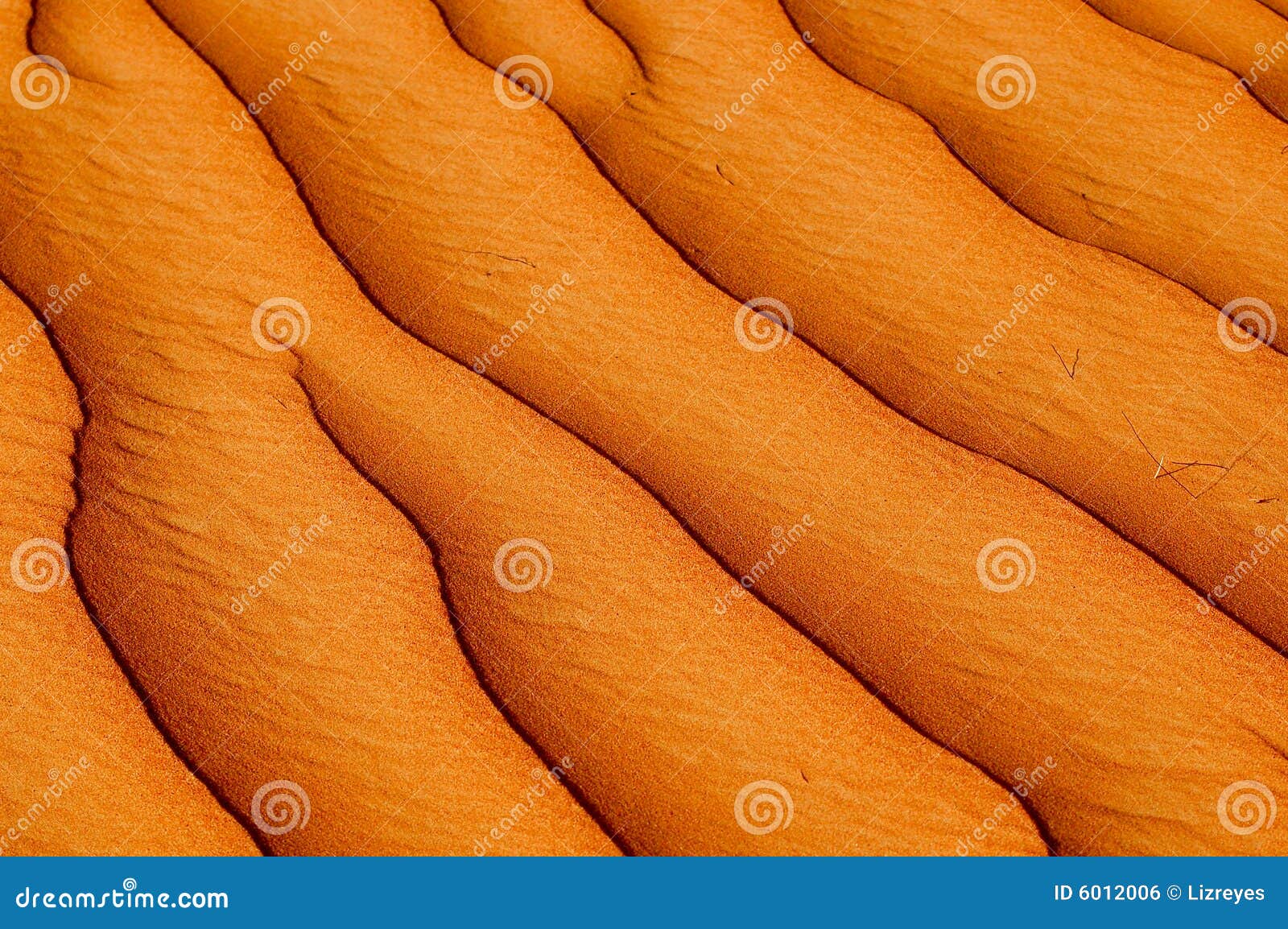 Desert line stock photo. Image of isolated, trees, desert - 6012006