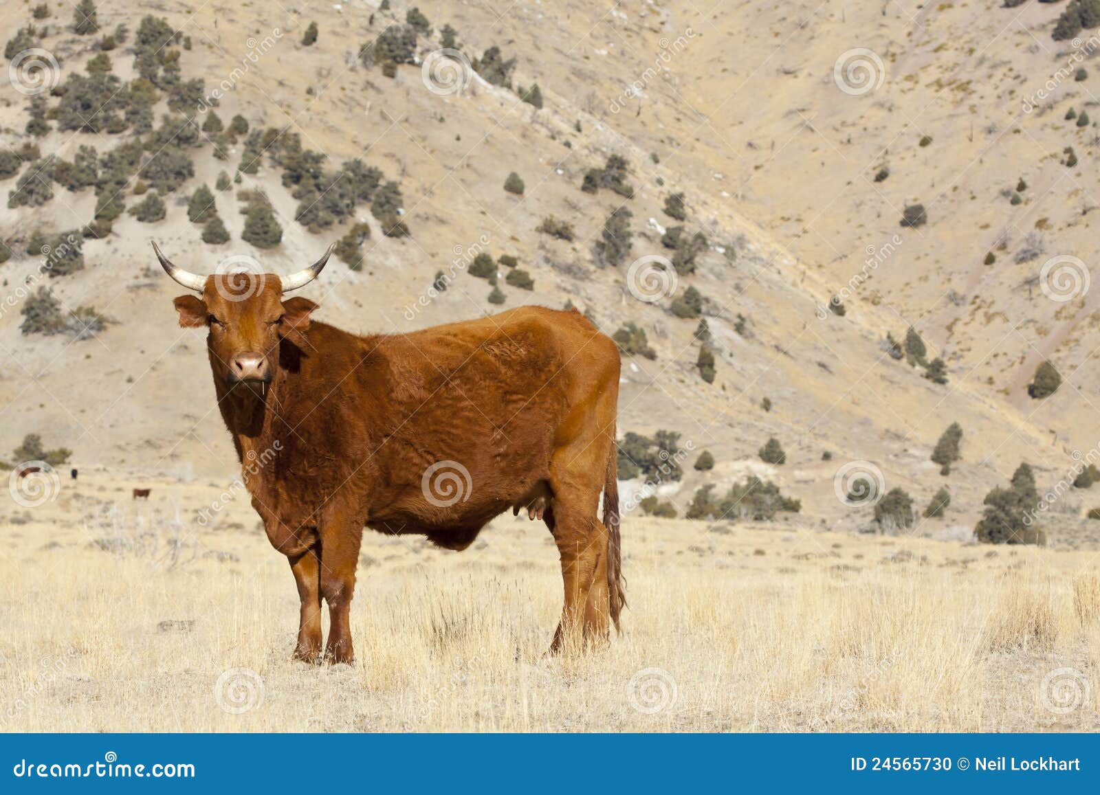 Desert Livestock stock photo. Image of nevada, mammal - 24565730