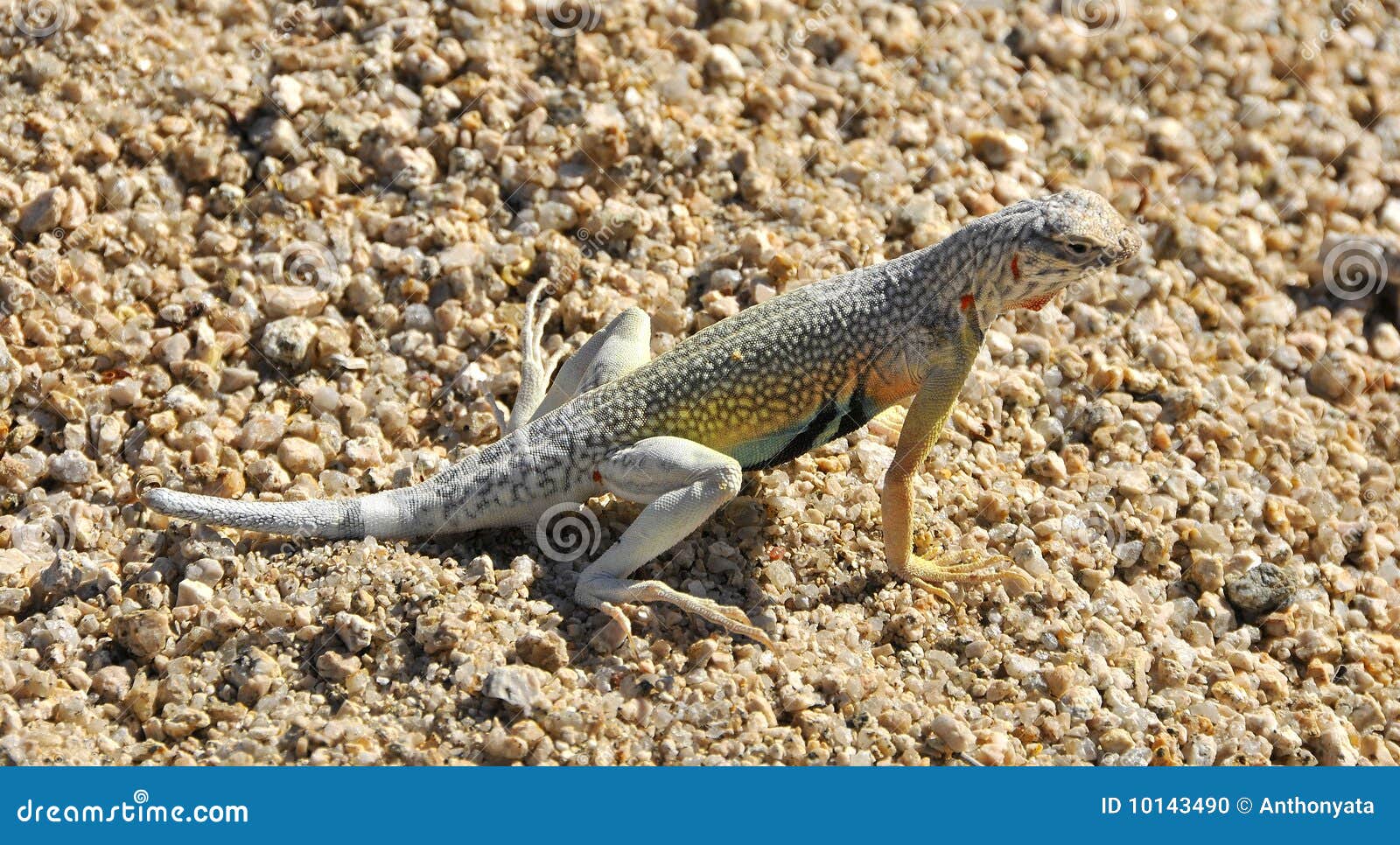 Desert Lizard stock photo. Image of lizard, color, joshua - 10143490