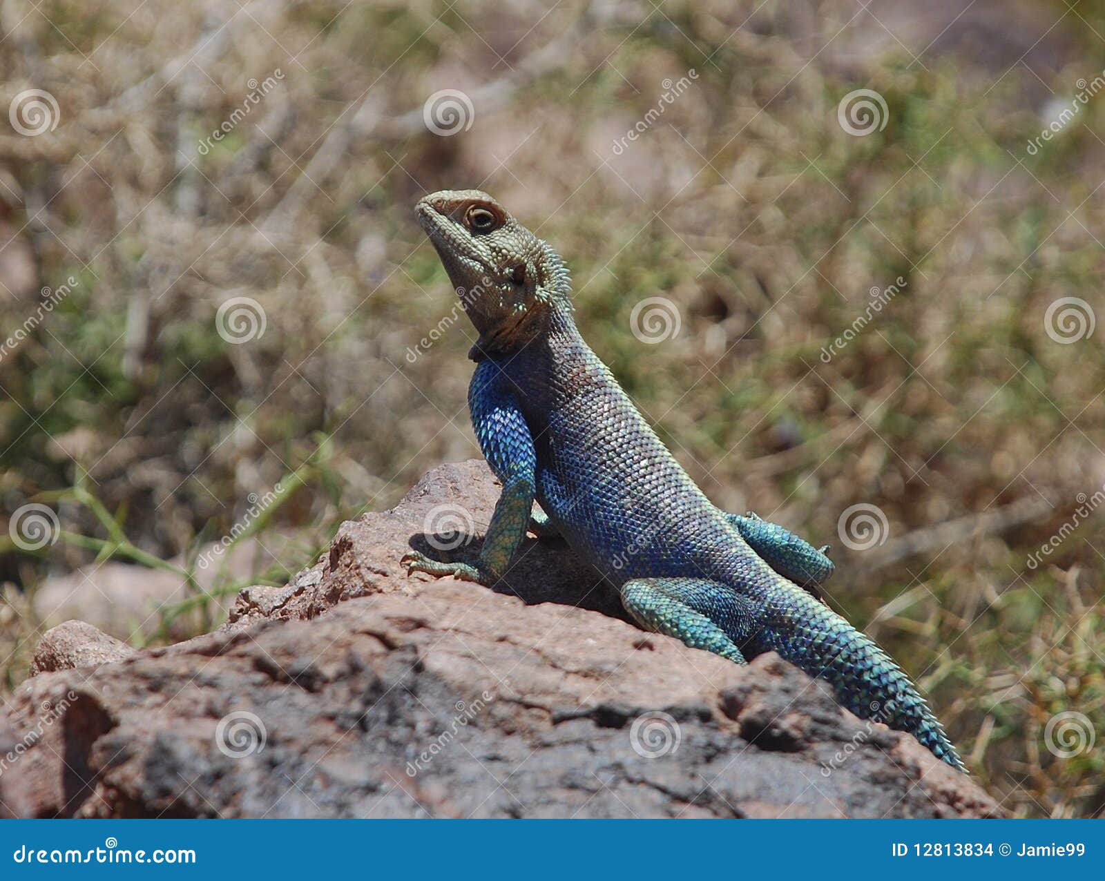 Desert Lizard stock photo. Image of colourful, colorful - 12813834
