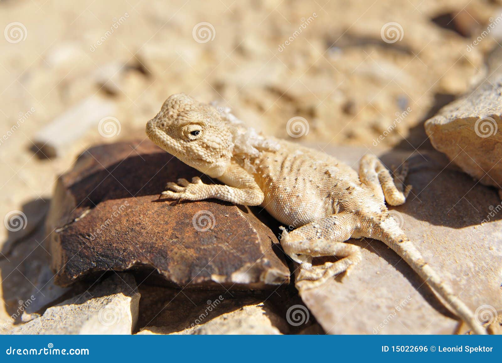 Desert Lizard Royalty-Free Stock Image | CartoonDealer.com #252568