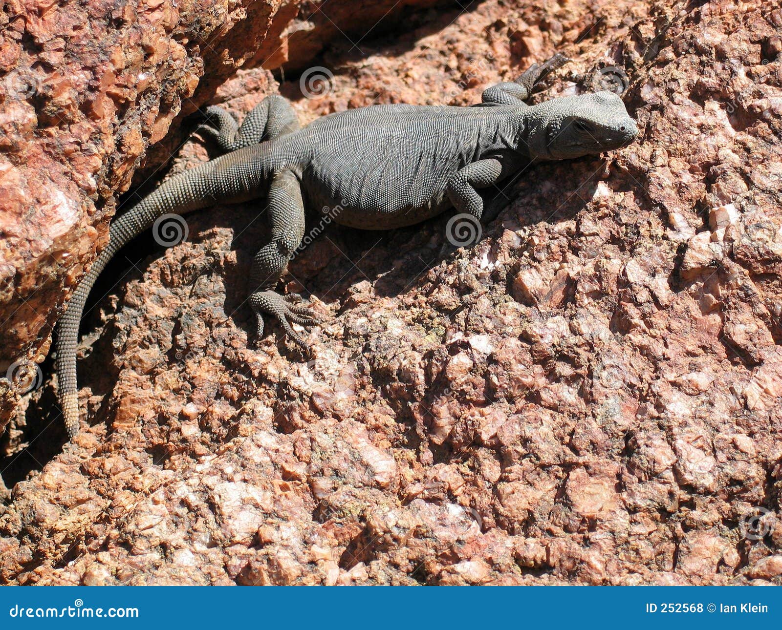 Desert Lizard stock photo. Image of desert, lizard, crevasse - 252568