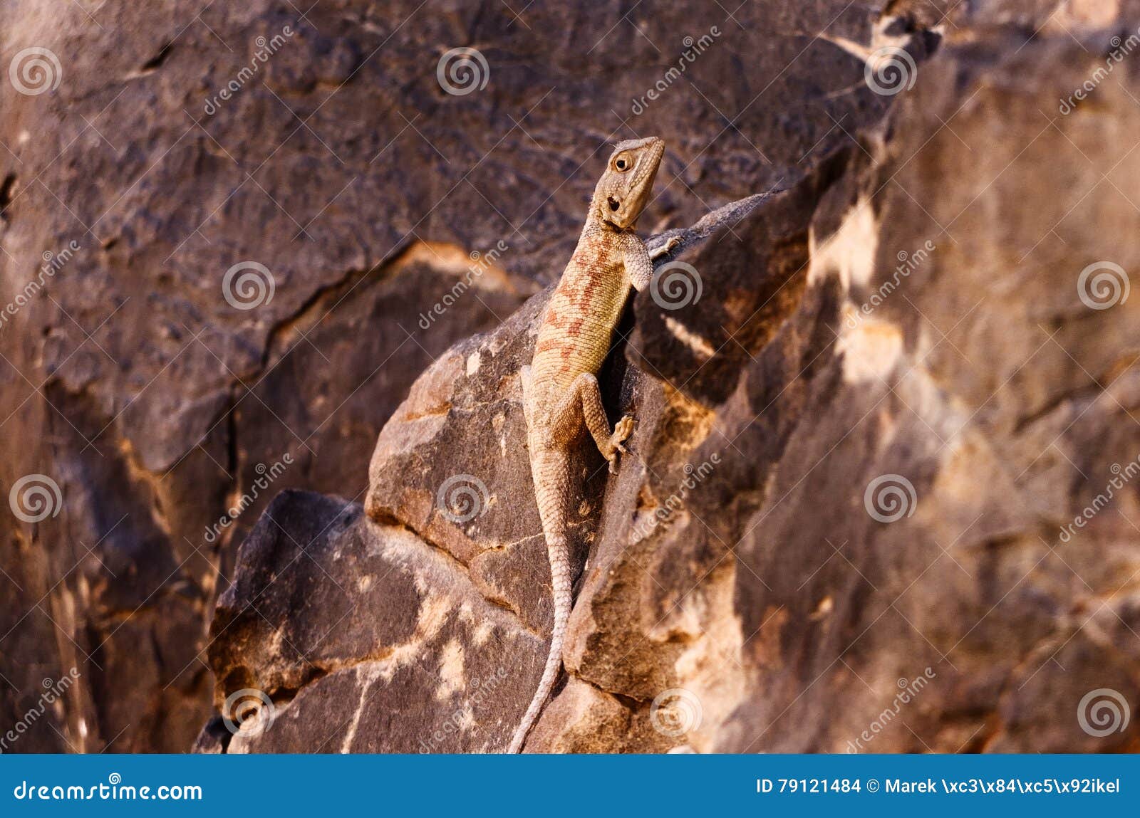Desert lizard stock photo. Image of rock, sand, lizard - 79121484