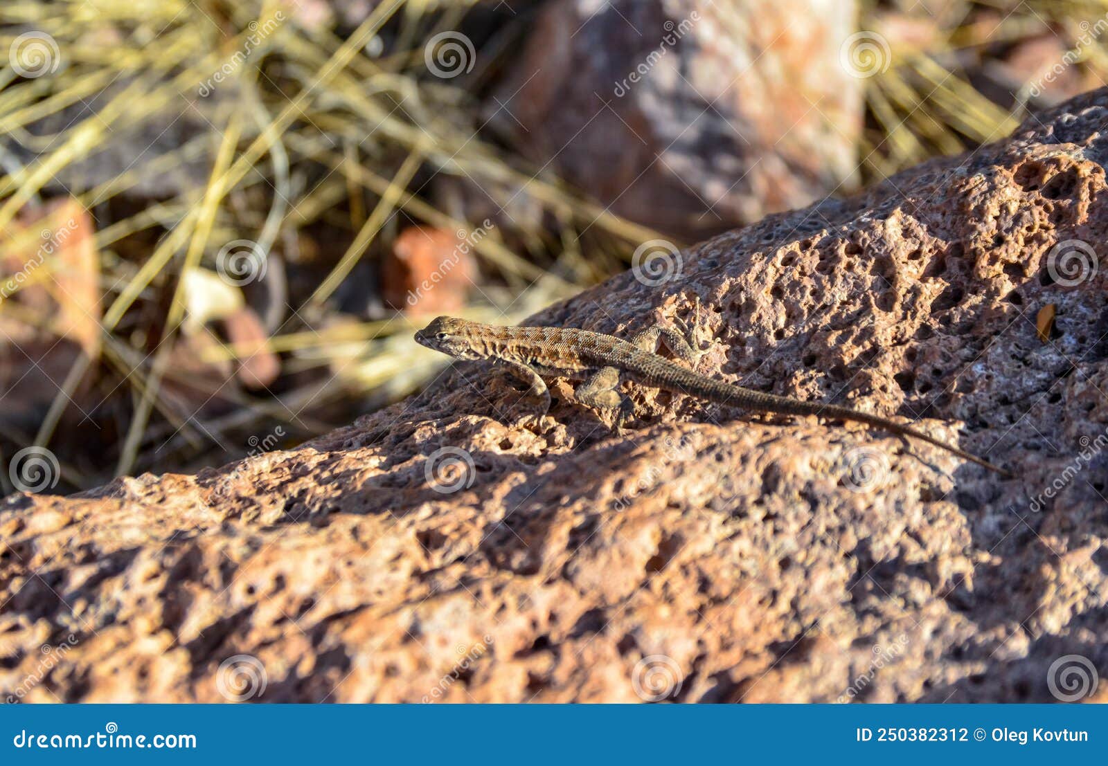 Desert Lizard in Bushes and Cacti in Arizona Stock Photo - Image of ...