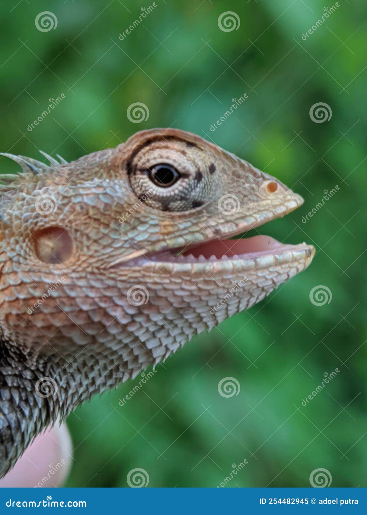 Potrait lizard stock image. Image of potrait, head, desert - 254482945