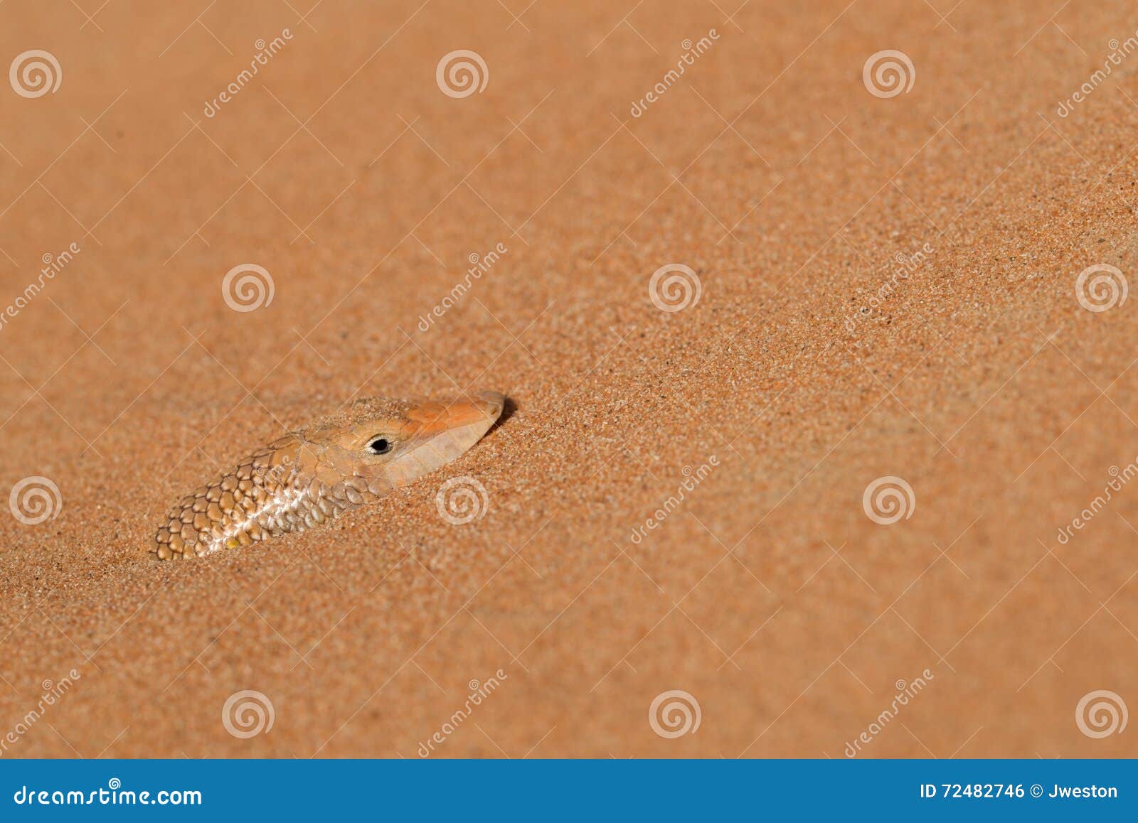 Desert Lizard Hiding in the Sand Stock Photo - Image of wilderness ...