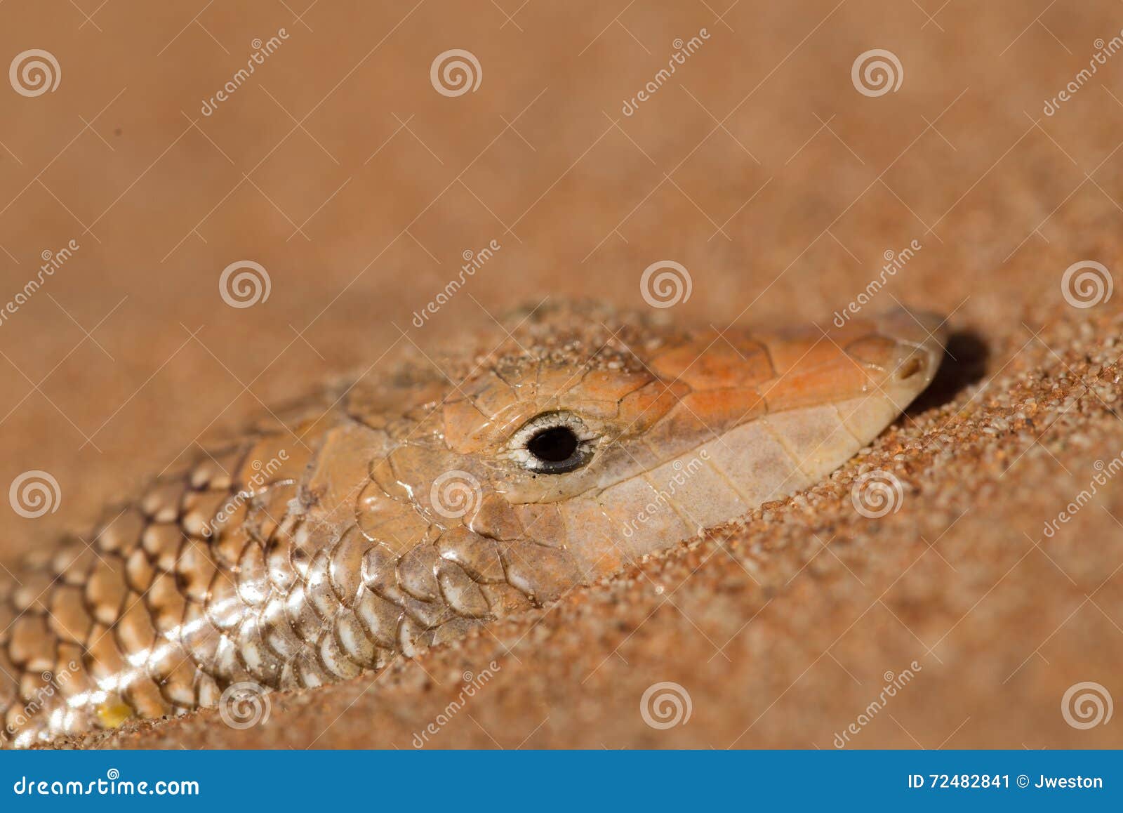 Desert Lizard Hiding in the Sand Stock Image - Image of beach, lizard ...
