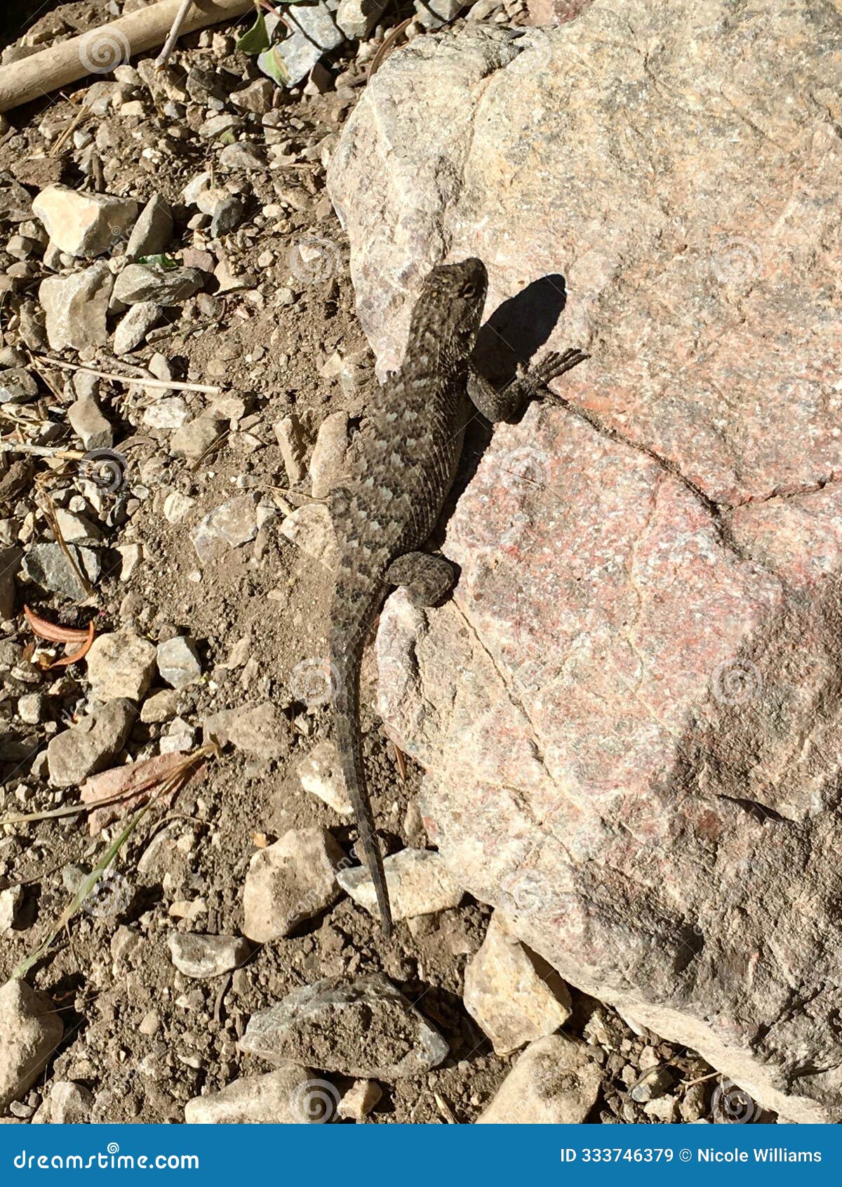 Desert Lizard Resting on a Rock Stock Image - Image of desert, wildlife ...