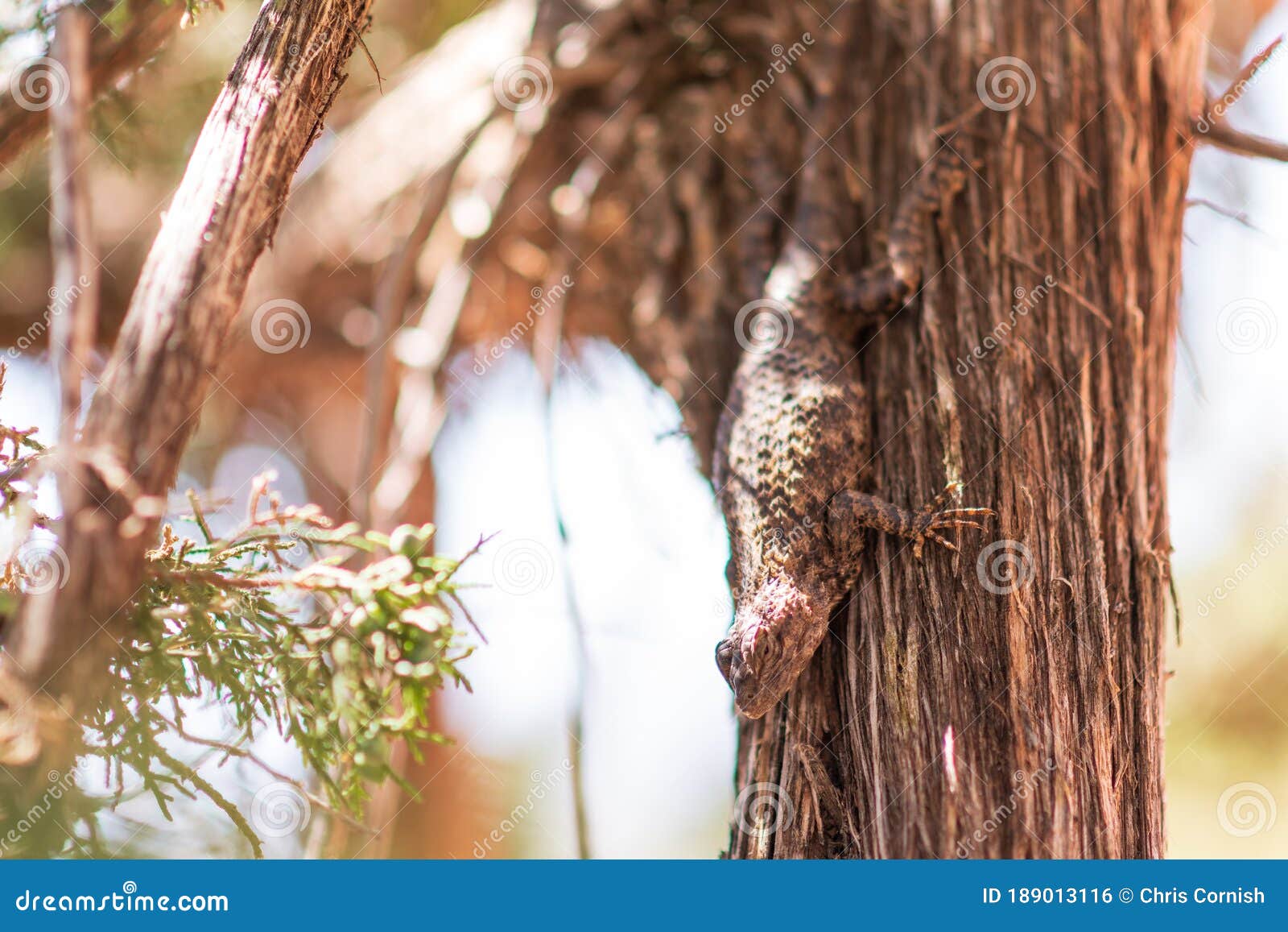Juniper Naps in the Summer Heat Stock Photo - Image of naps, mojave ...