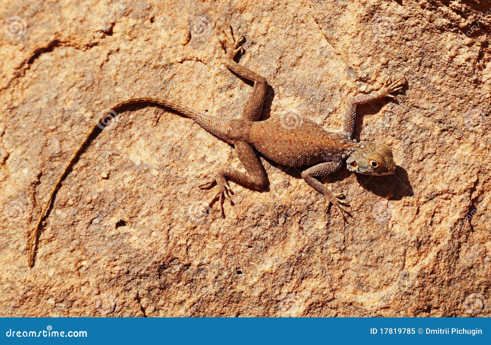 Desert lizard on the rock stock image. Image of camouflage - 17819785