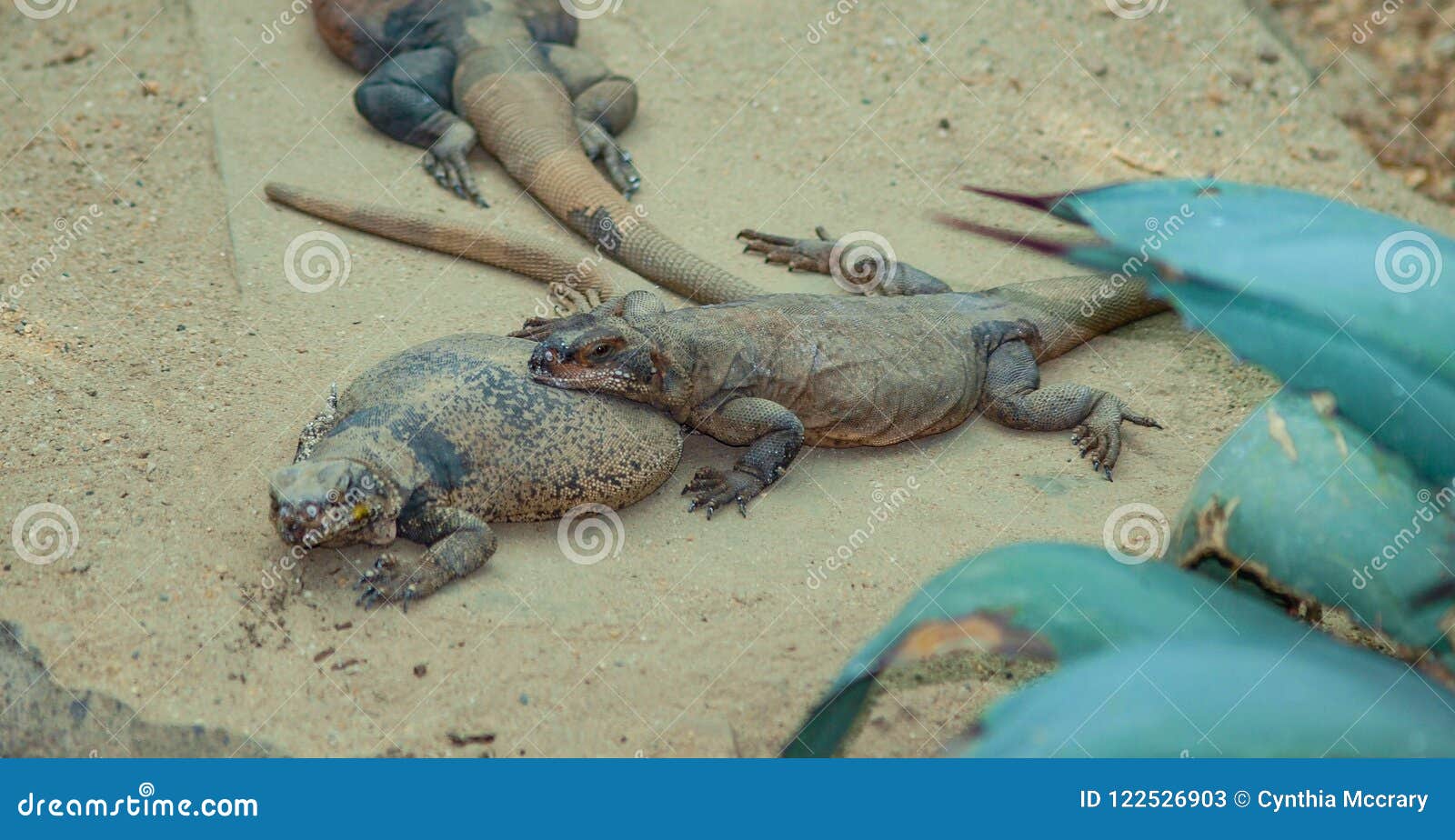 Chuckwalla Lizards On A Rocky Cliff Royalty-Free Stock Image ...