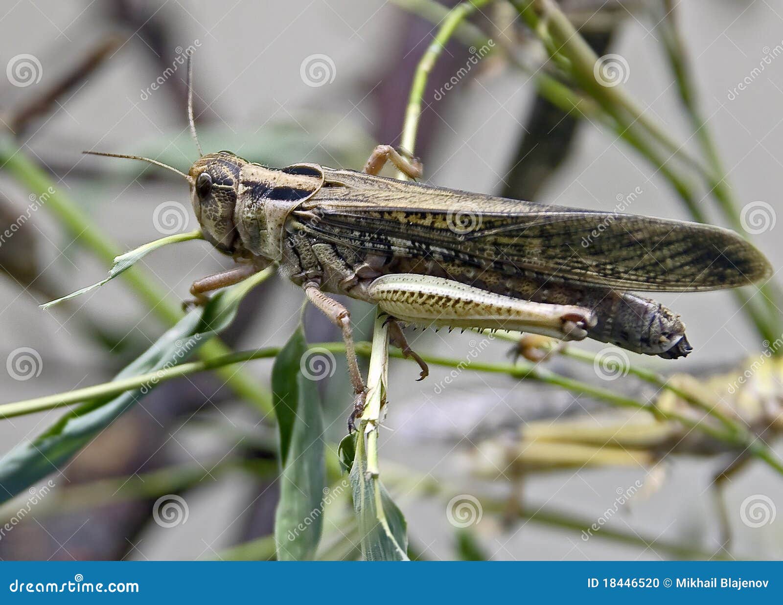 Desert locust 1 stock photo. Image of species, devour - 18446520
