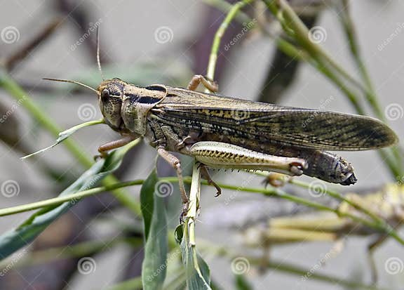 Desert locust 1 stock photo. Image of species, devour - 18446520