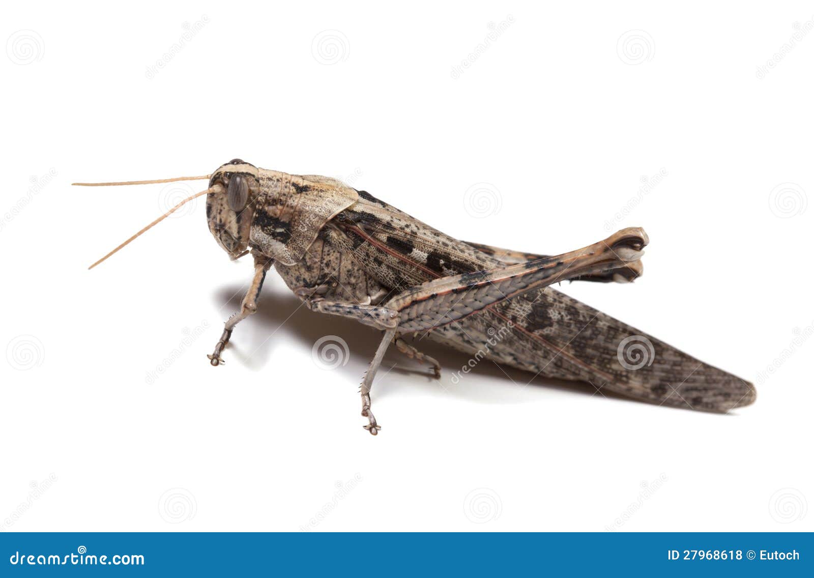 Desert Locust stock photo. Image of cricket, nature, animal - 27968618