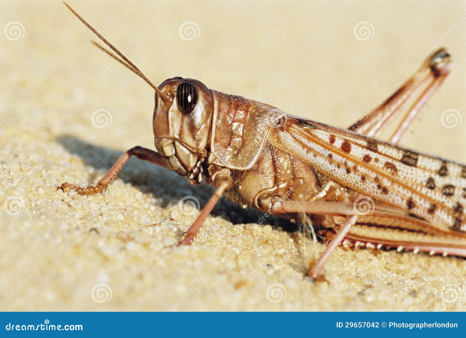 Desert Locust stock photo. Image of tranquil, animal - 29657042