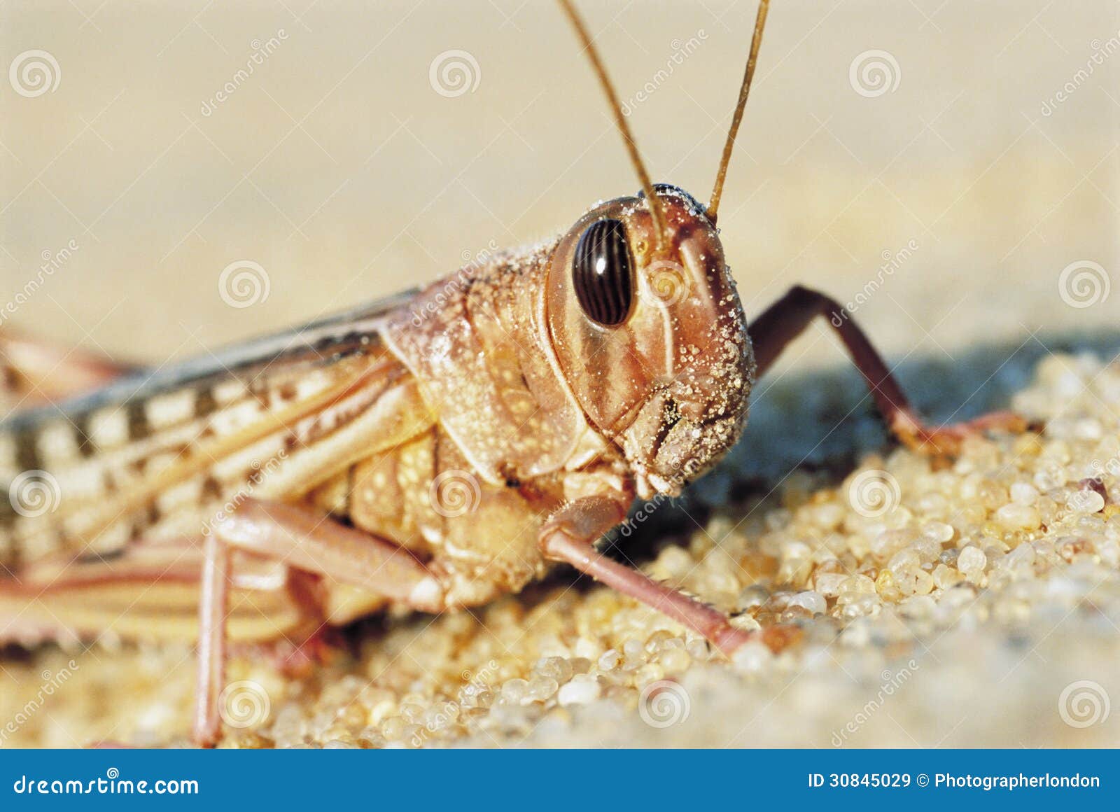 Desert Locust. close up stock image. Image of agriculture - 30845029