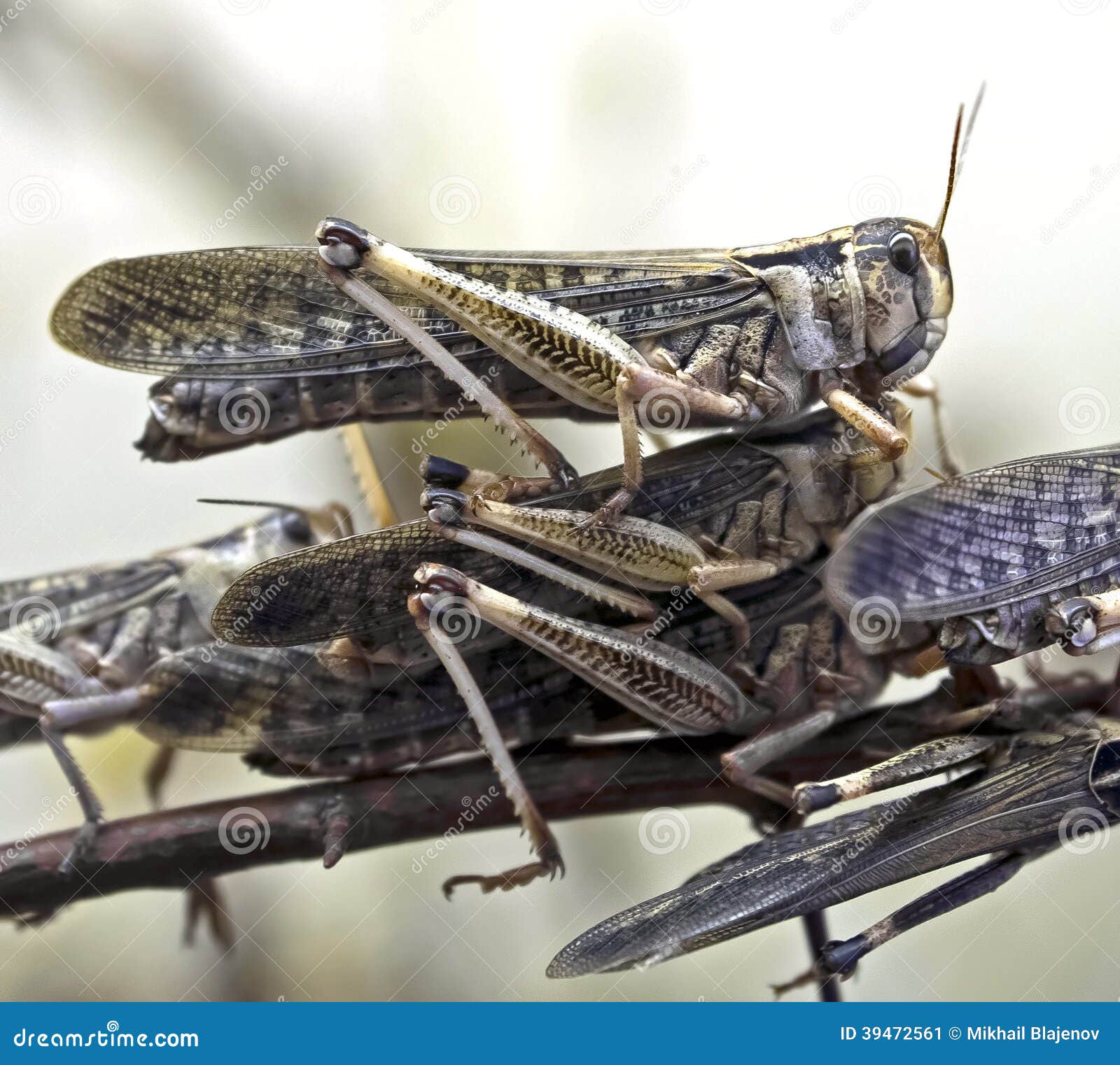 Desert locust 3 stock image. Image of danger, creature - 39472561