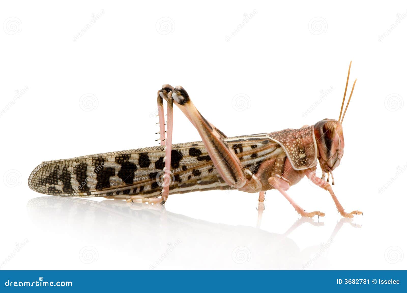 Desert Locust - Schistocerca Gregaria Stock Image - Image of locust ...