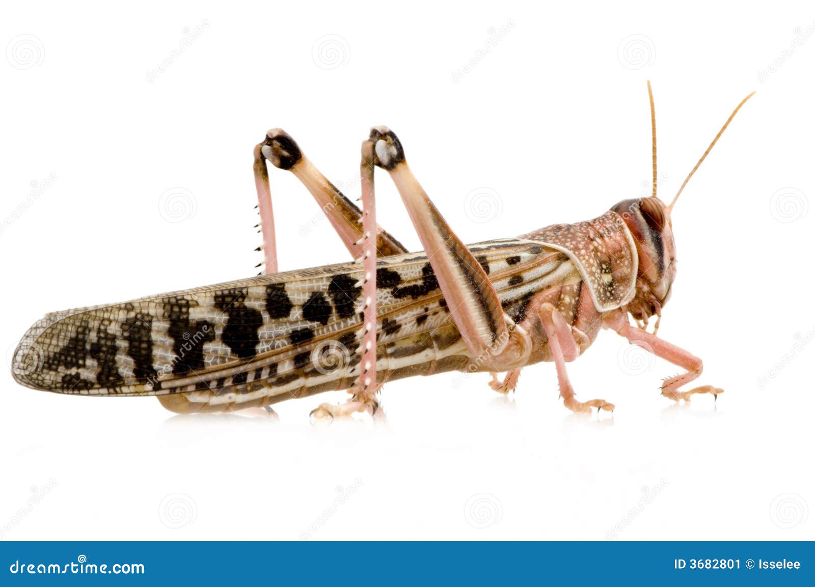 Desert Locust - Schistocerca Gregaria Stock Image - Image of background ...