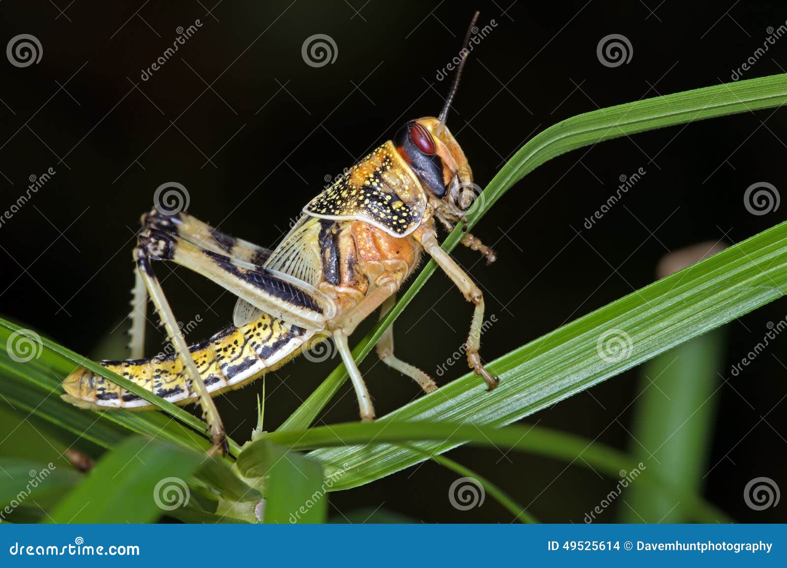 Gregarious Locust Photos - Free & Royalty-Free Stock Photos from Dreamstime