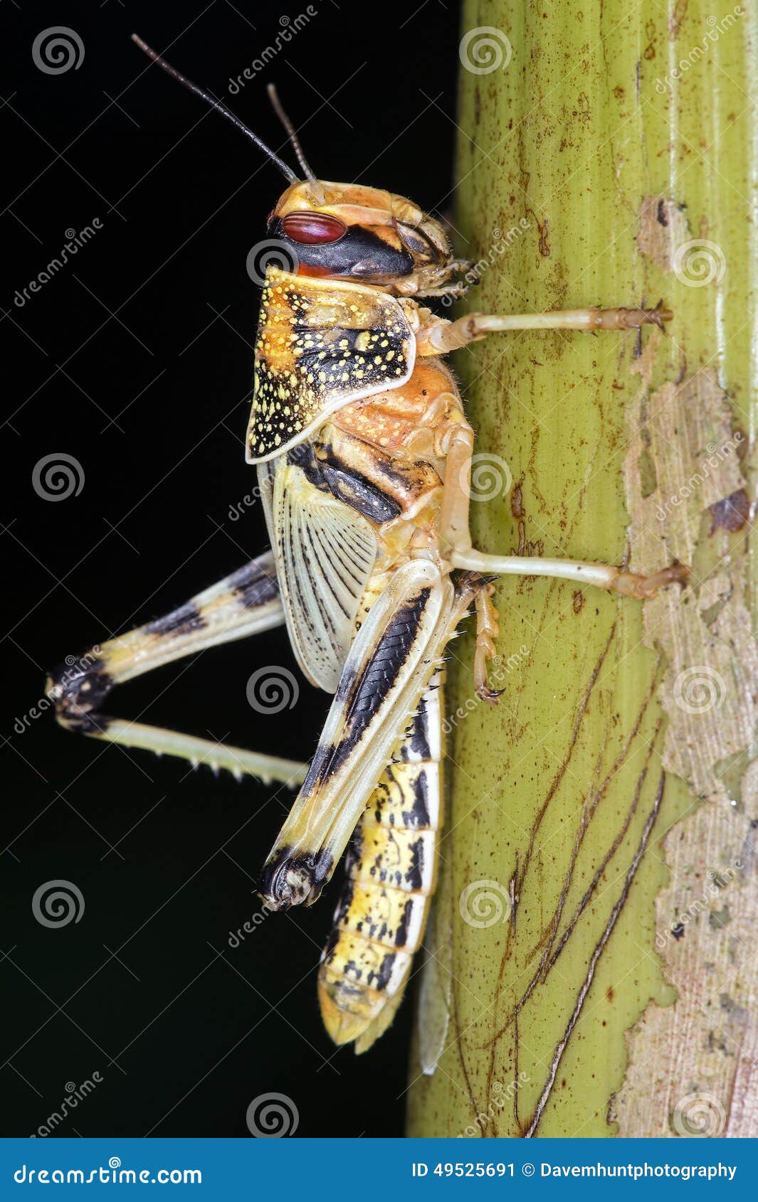 Desert Locust (Schistocerca Gregaria) Stock Image - Image of dangerous ...