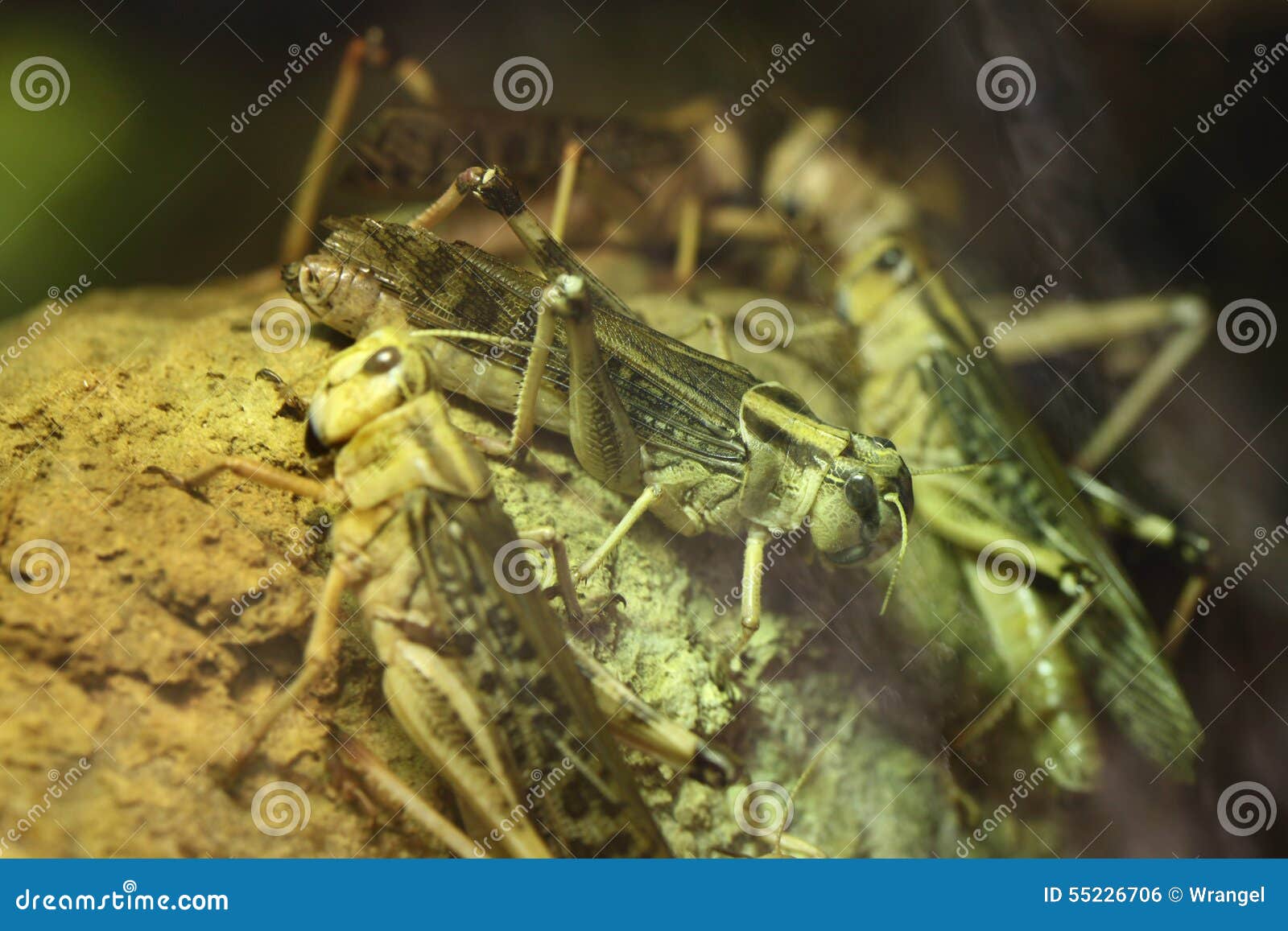 Desert Locust (Schistocerca Gregaria). Stock Photo - Image of asia ...