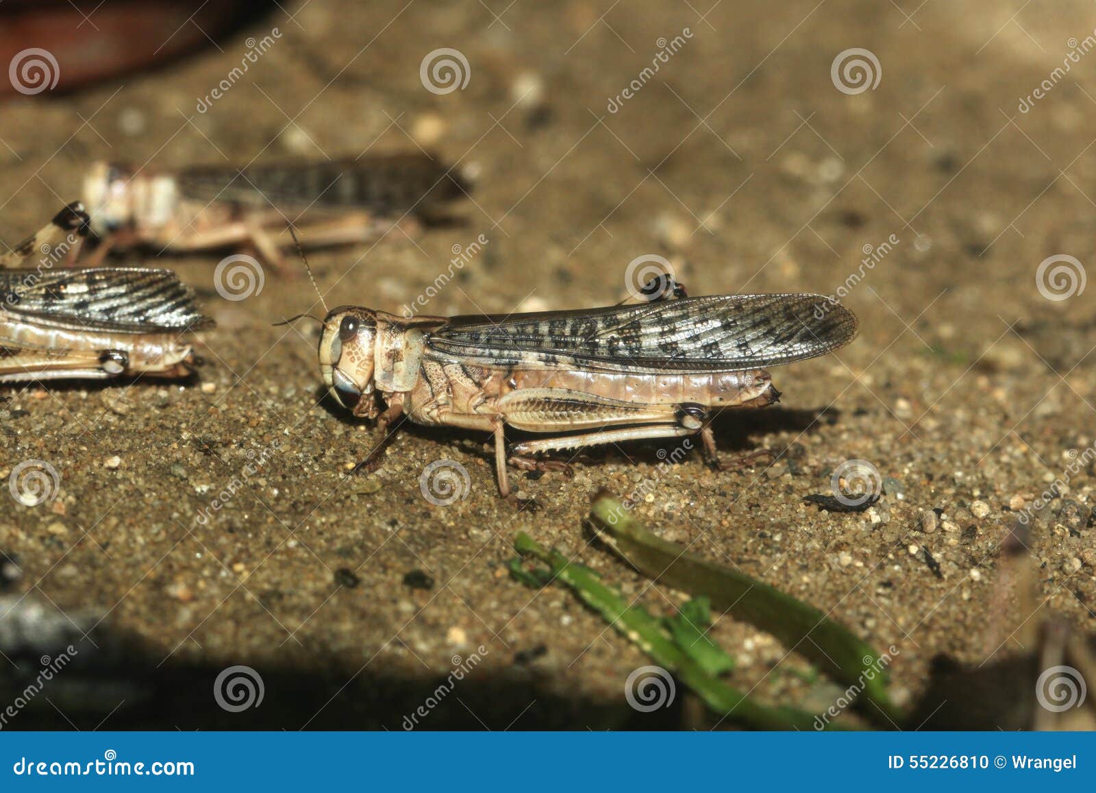 Desert Locust (Schistocerca Gregaria). Stock Photo - Image of acrididae ...