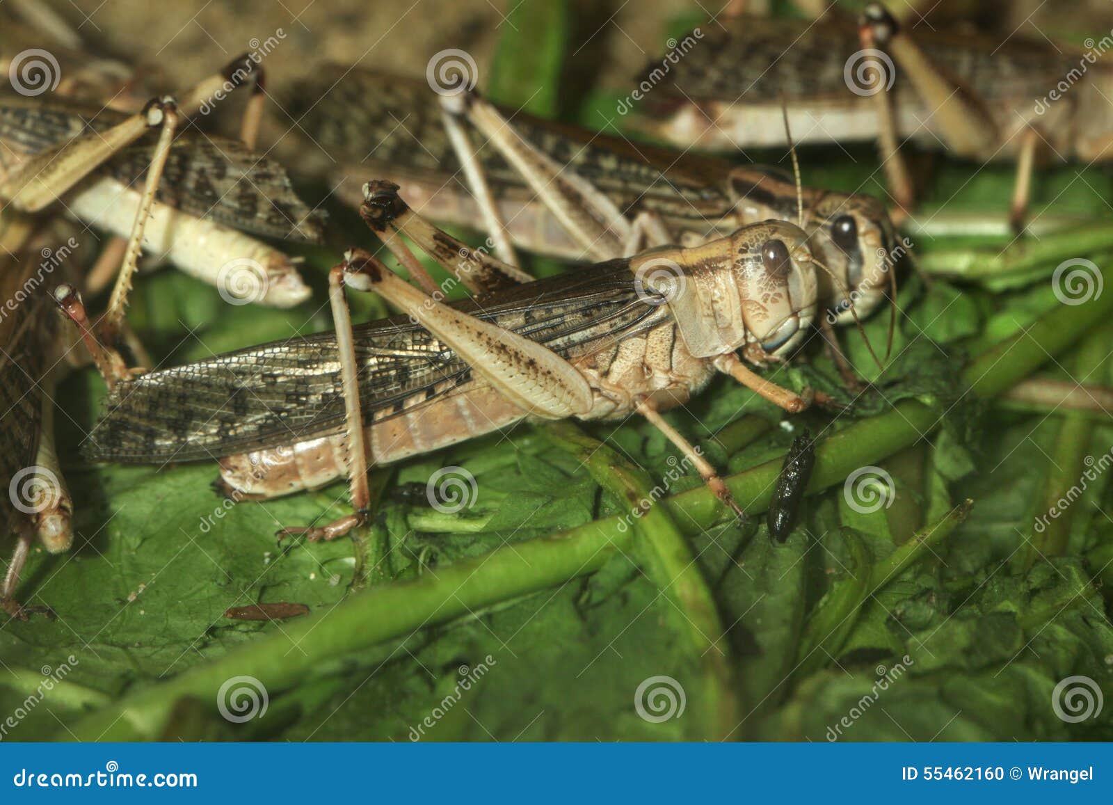 Desert Locust (Schistocerca Gregaria). Stock Photo - Image of asia ...