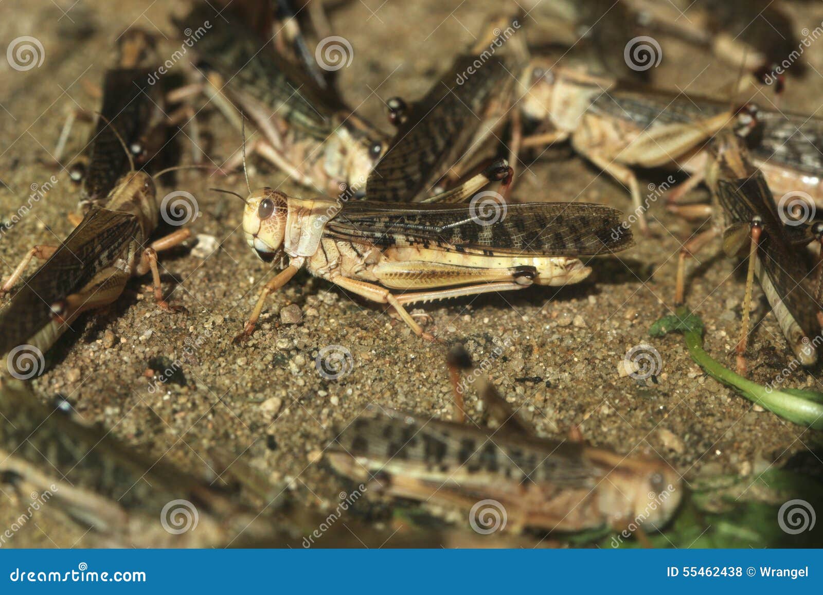 Desert Locust (Schistocerca Gregaria). Stock Photo - Image of insects ...