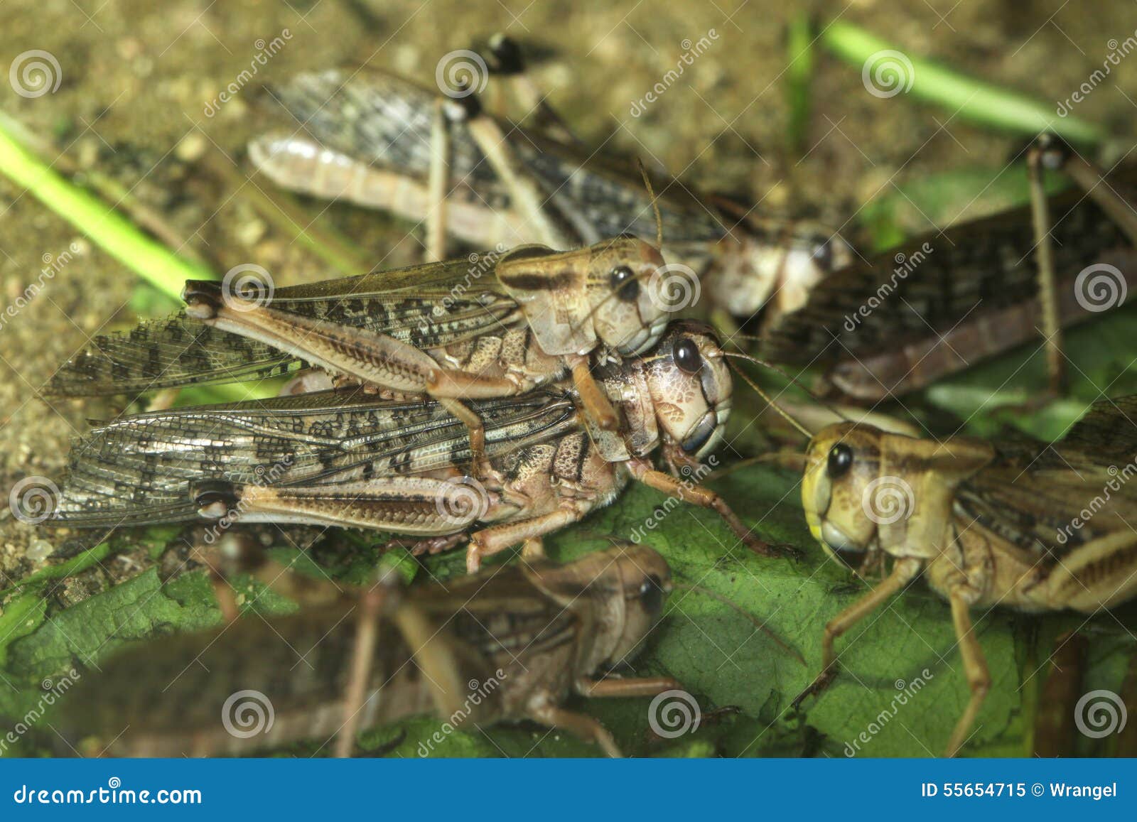 Desert Locust (Schistocerca Gregaria). Stock Image - Image of insect ...