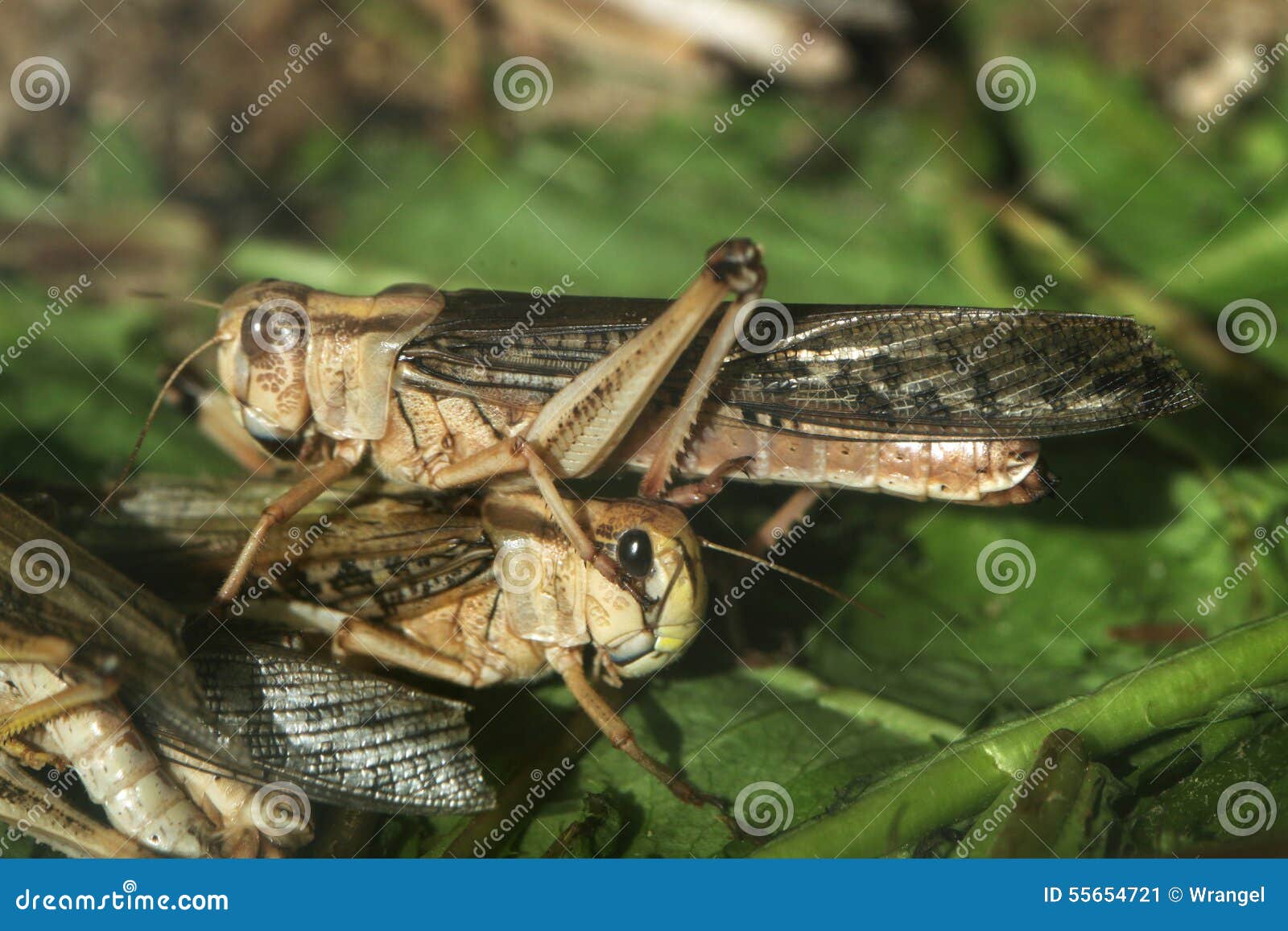 Desert Locust (Schistocerca Gregaria). Stock Image - Image of african ...