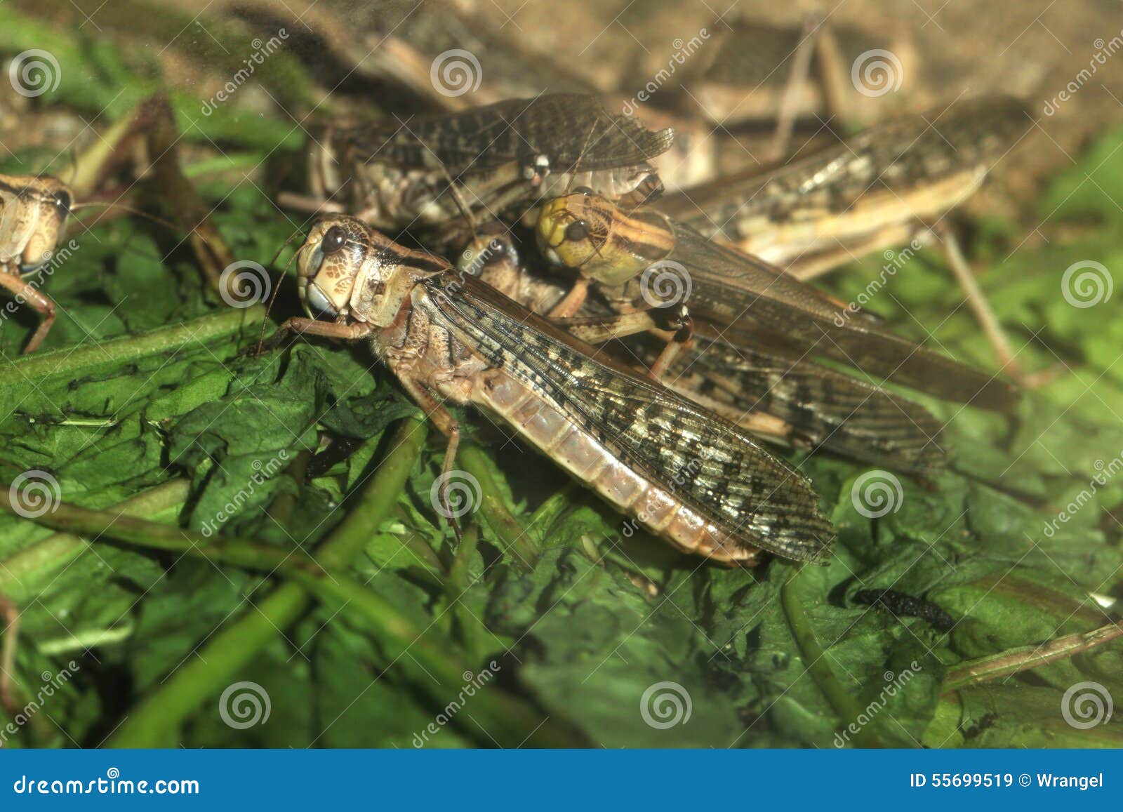 Desert Locust (Schistocerca Gregaria). Stock Image - Image of leaves ...