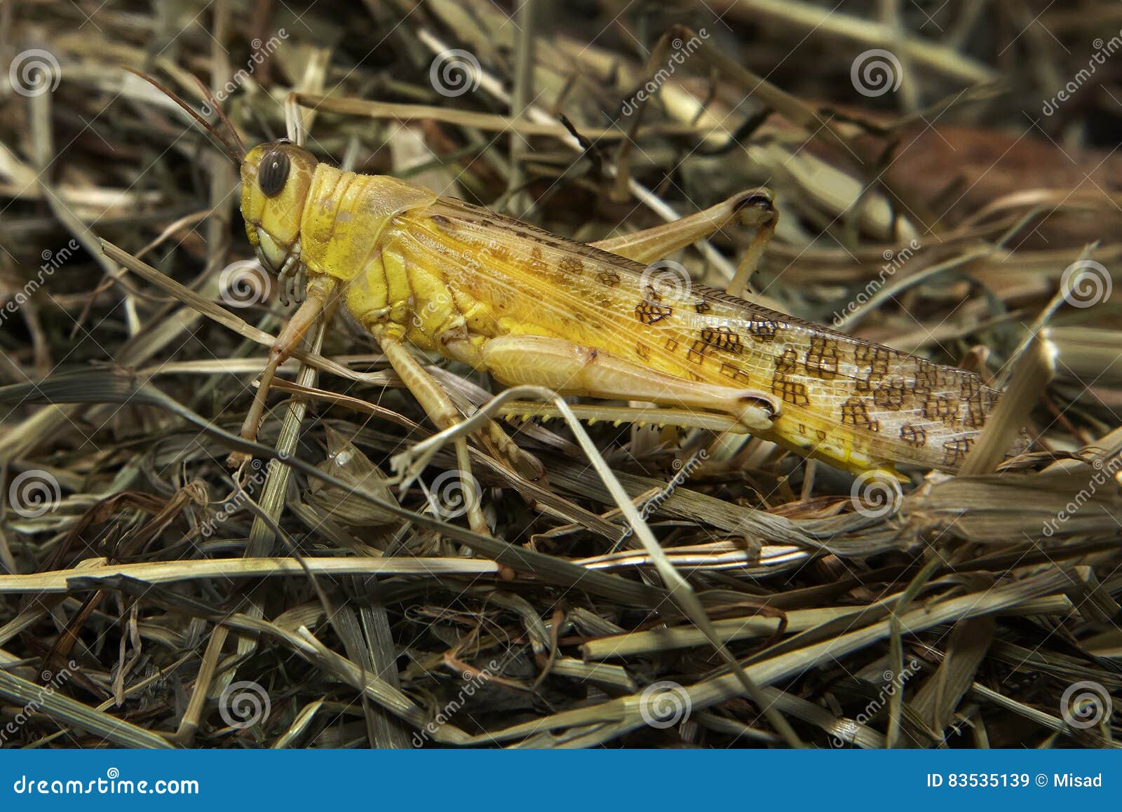 Desert Locust stock image. Image of insects, locust, legs - 83535139