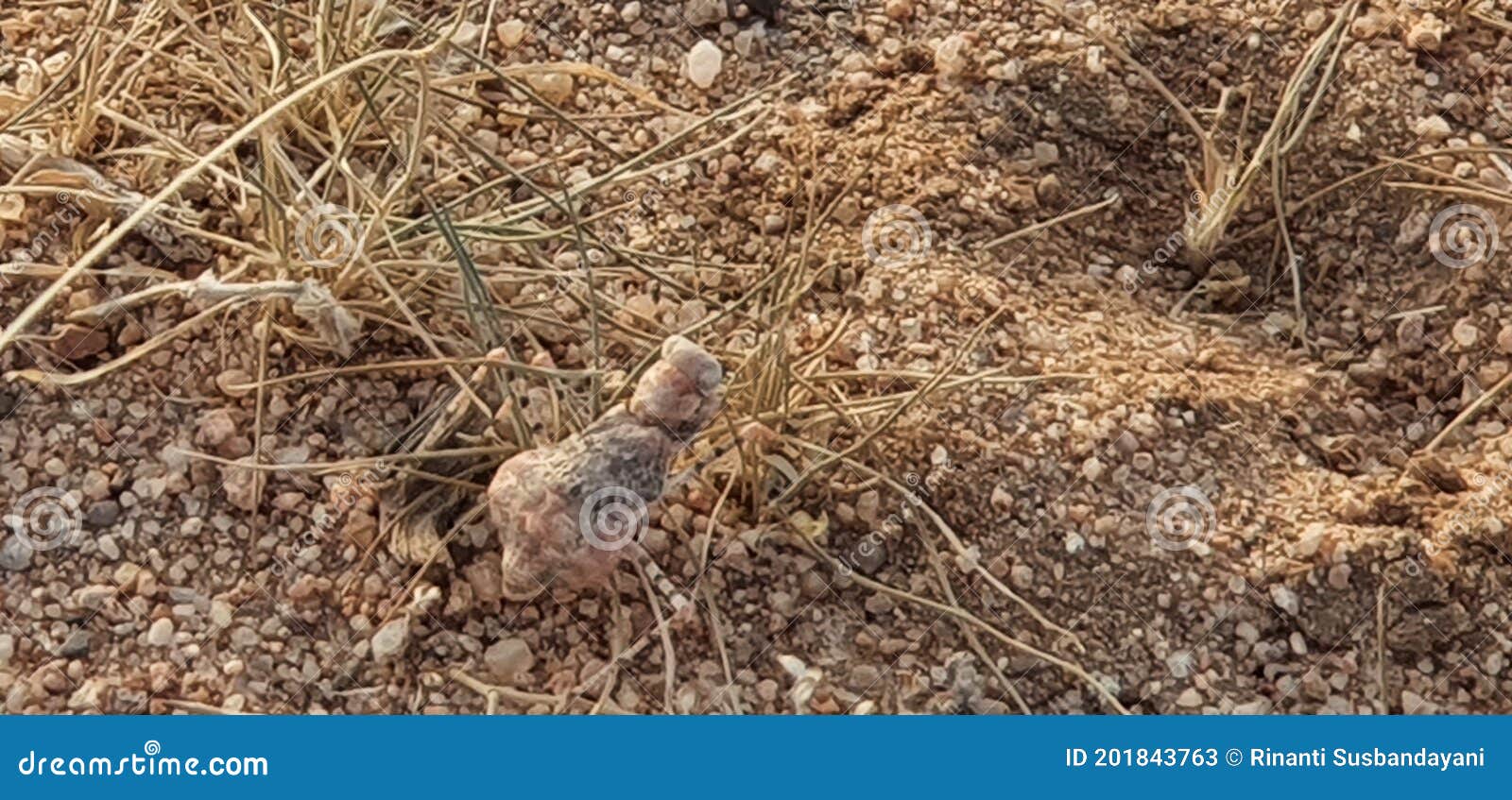 Desert mantis in a zoom stock image. Image of plant - 201843763