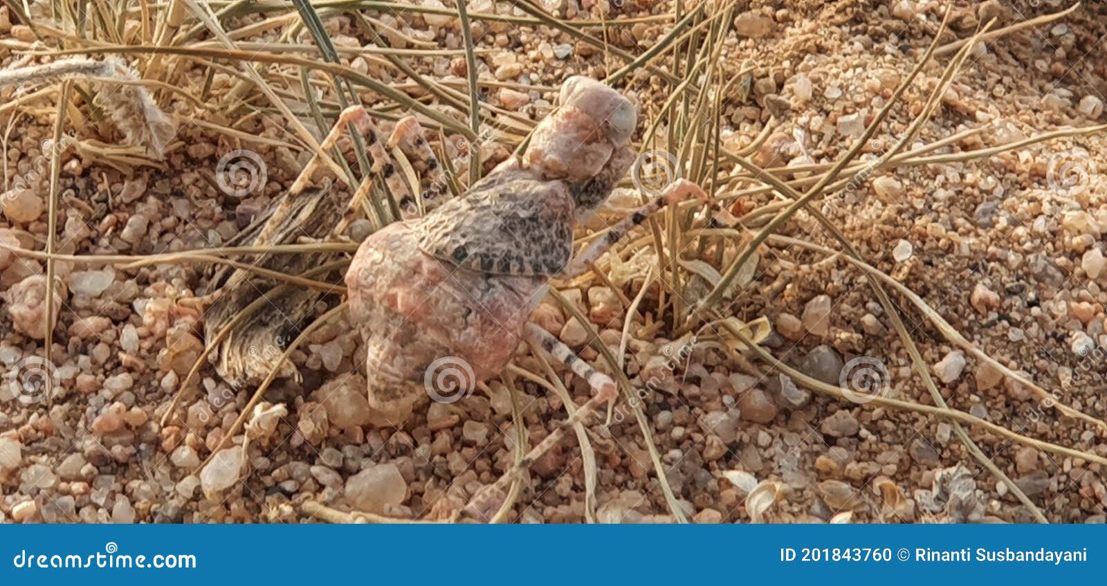 Desert mantis in a zoom stock photo. Image of sparrow - 201843760