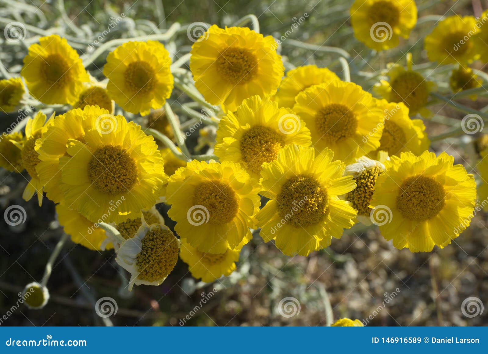 Desert Marigold stock image. Image of marigold, petal - 146916589