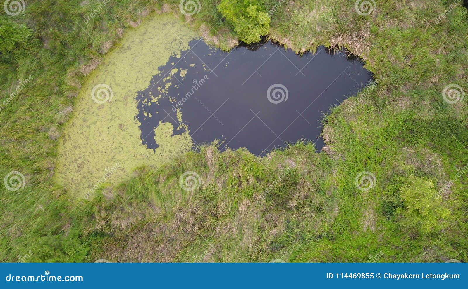 Marsh Desert Stock Image | CartoonDealer.com #12632839