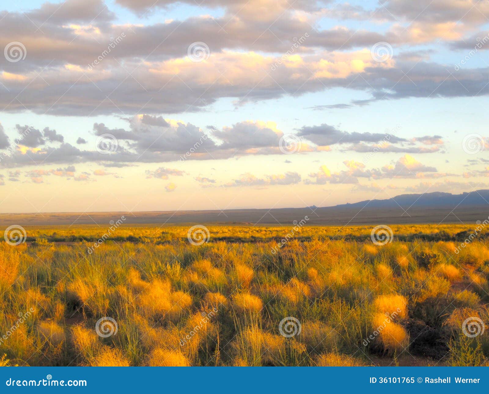 Desert Meadows stock image. Image of landscape, dreams - 36101765
