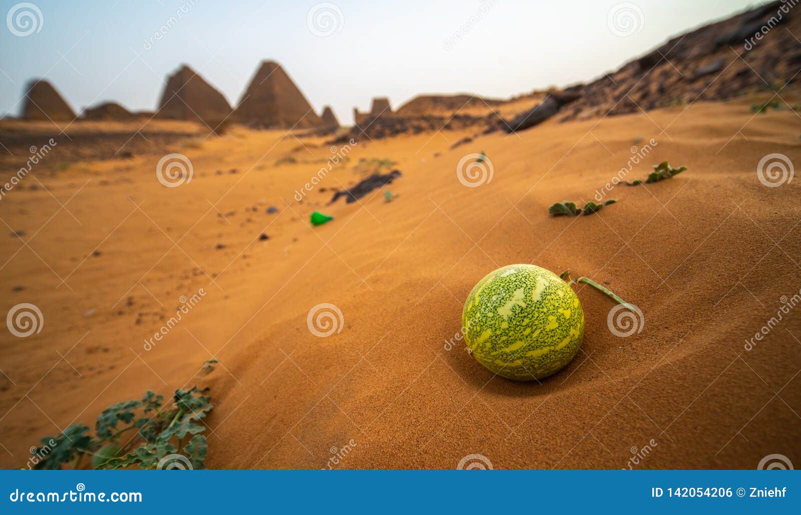 Desert Melon in the Sand in Front of the Ruins of the Pyramids of Meroe ...