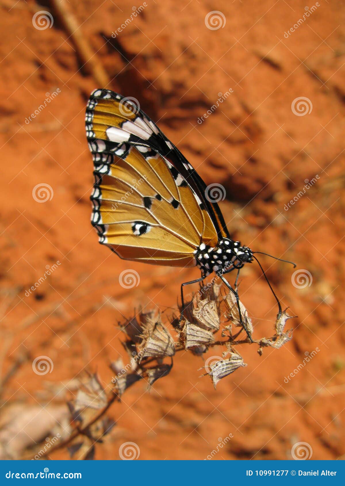 Desert Monarch Butterfly stock image. Image of creatures - 10991277