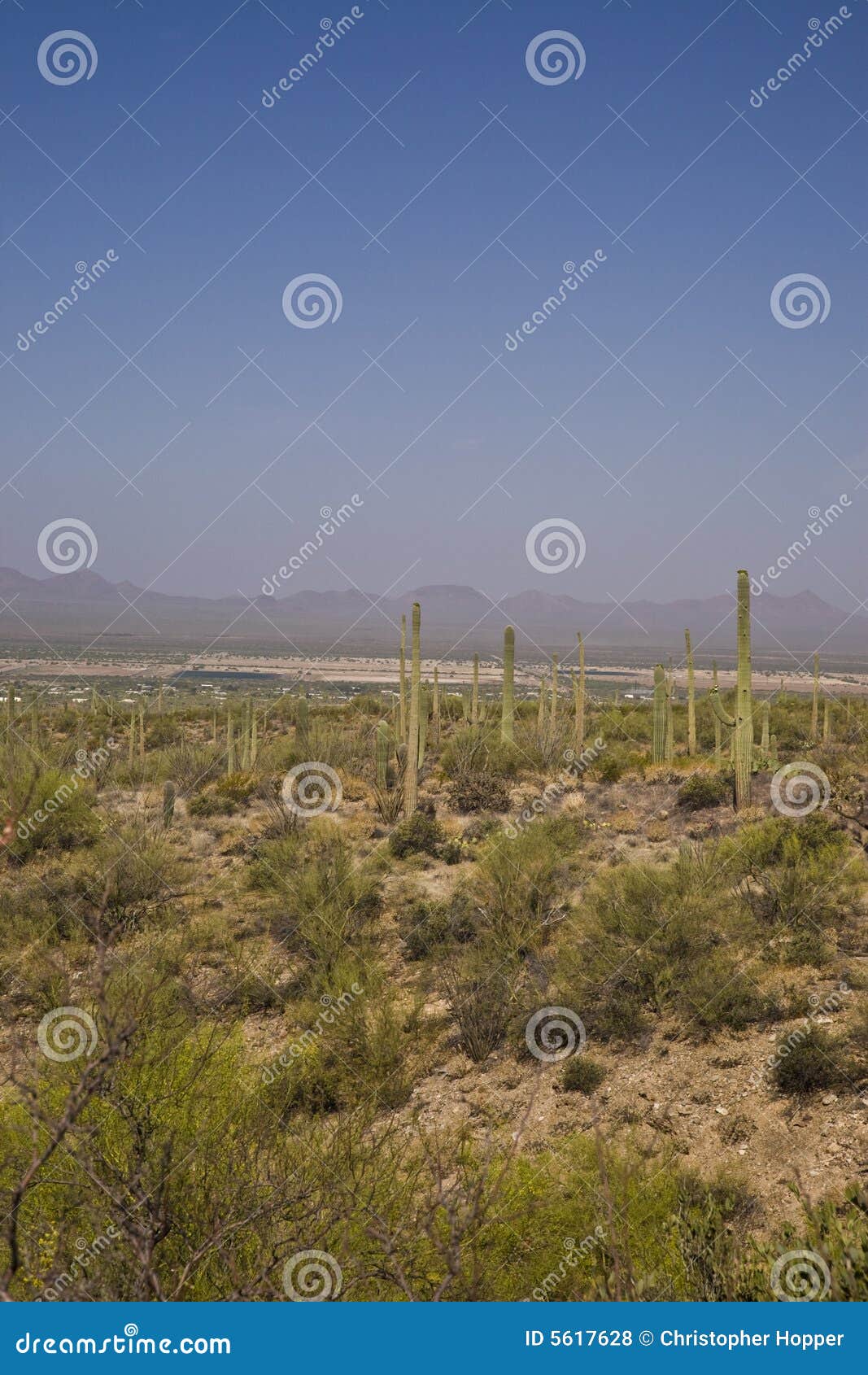 Desert Morning stock photo. Image of arid, wilderness - 5617628