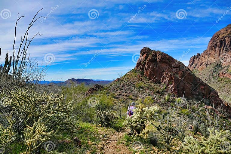 Desert and Mountain Scenery in the Ajo Mountains, Arizona Stock Photo ... Desert and Mountain Scenery in the Ajo Mountains, Arizona Stock Photo ...