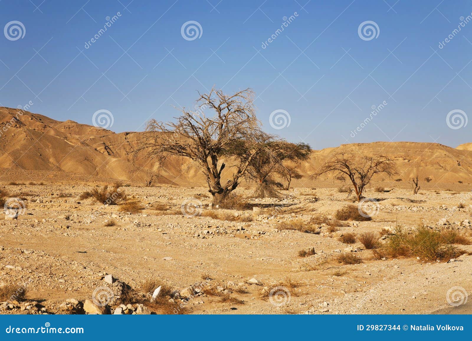 The desert in Israel stock photo. Image of jewish, sand - 29827344