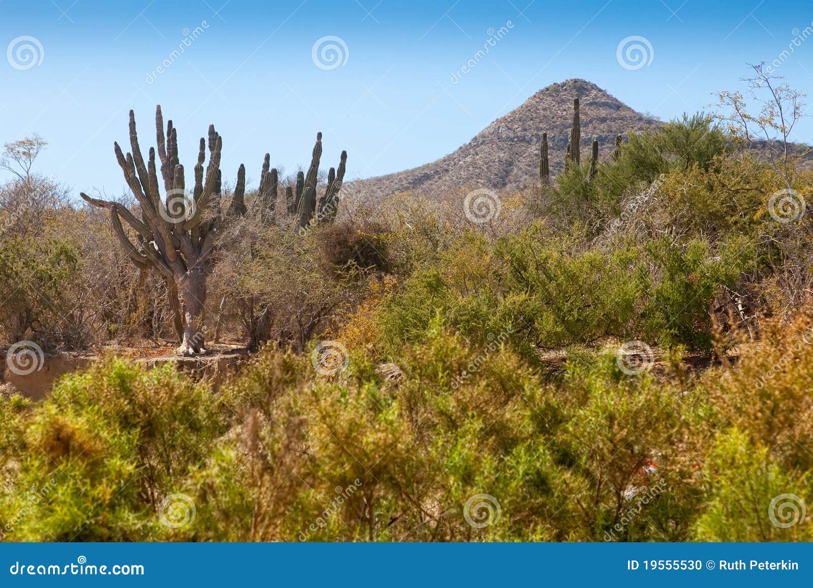 Desert and Mountains in Los Cabos Stock Photo - Image of forest, lucas ...