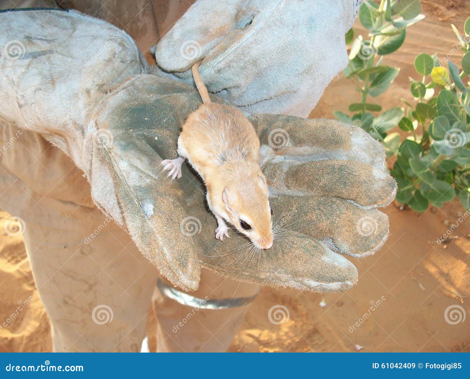 Desert mouse in a hand stock image. Image of mammal, mouse - 61042409